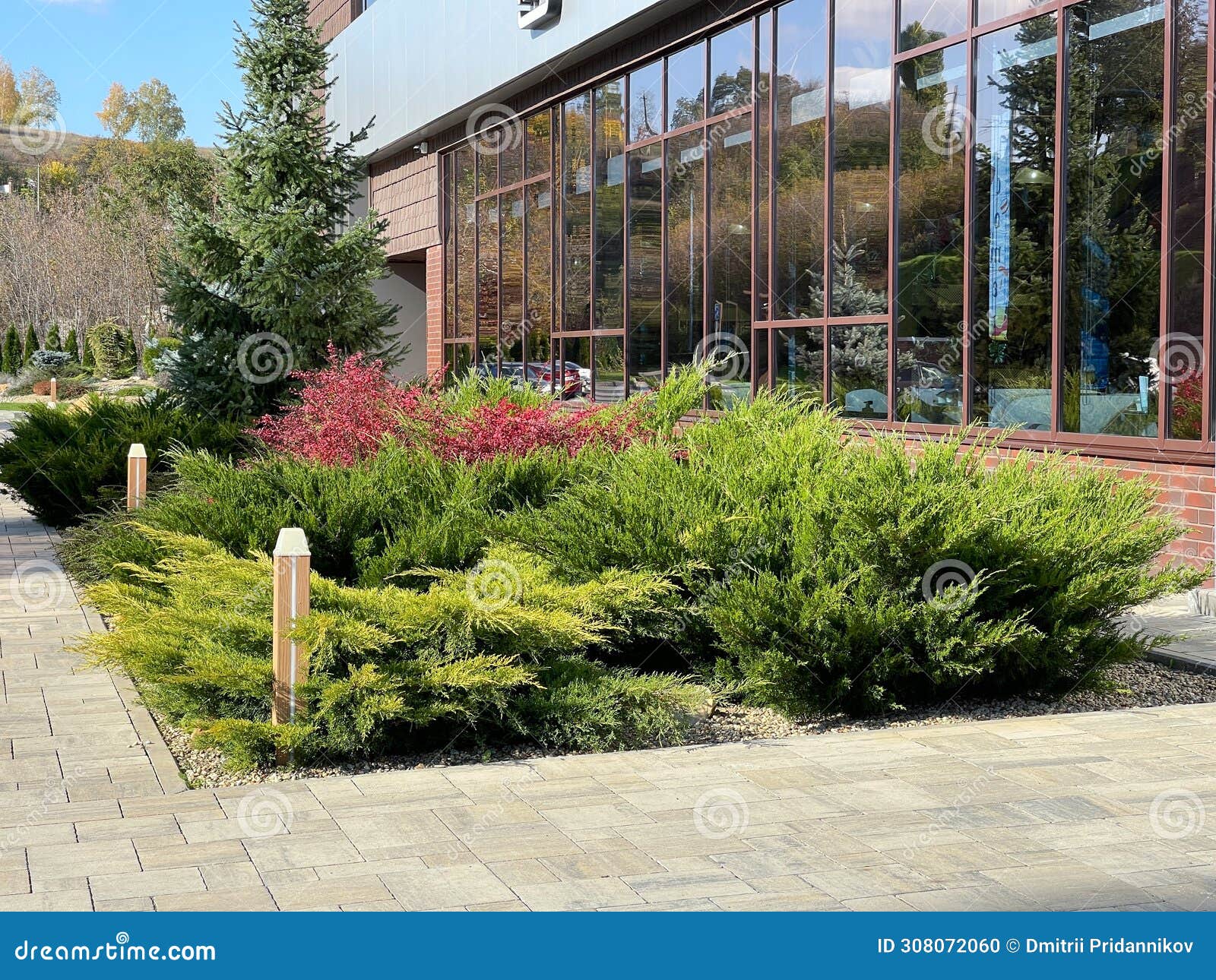 Landscaping with Juniper by the Building. Stock Photo - Image of ...