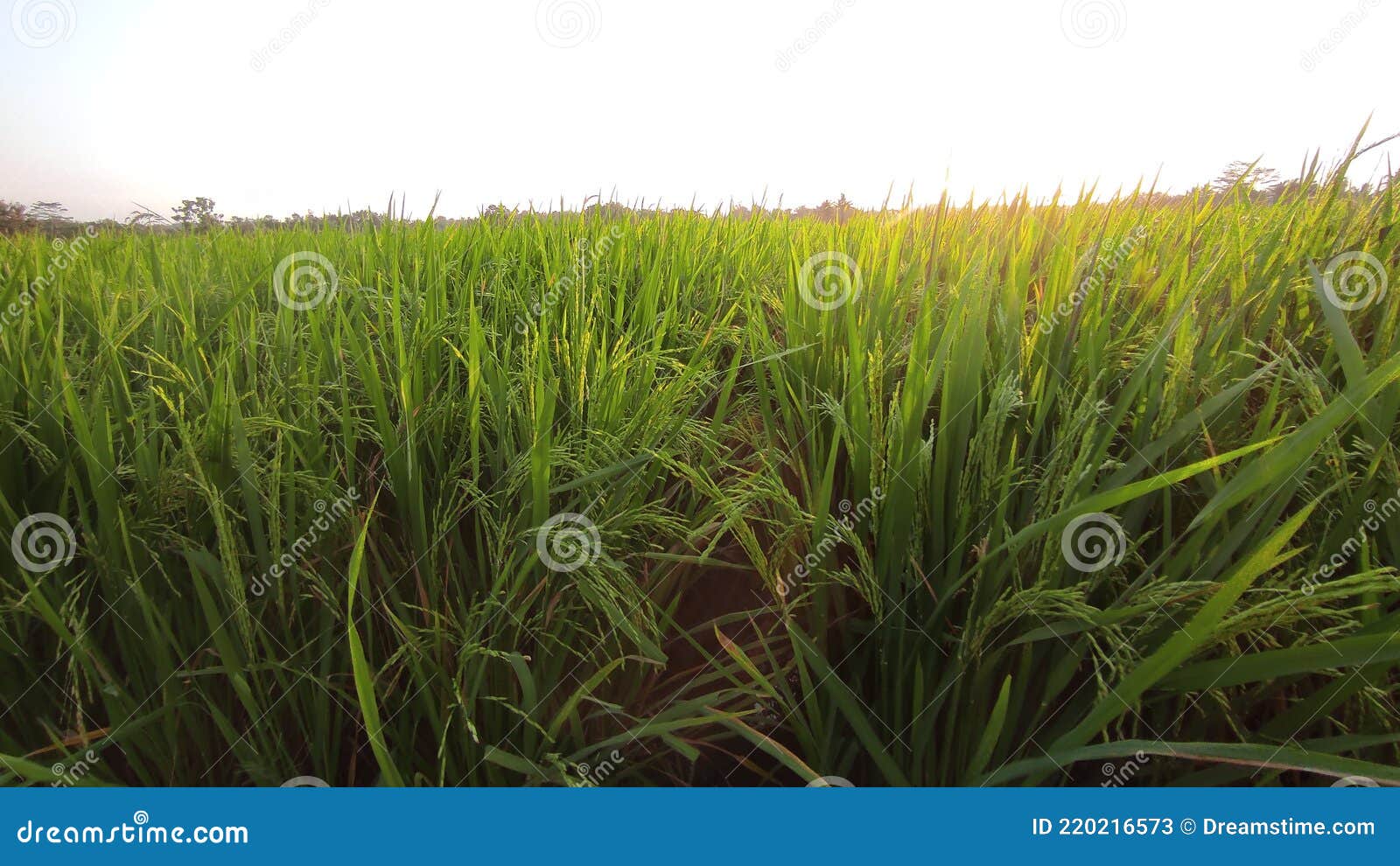 Landscaping of a Large Paddy Field in a Tropical Country Stock Image ...