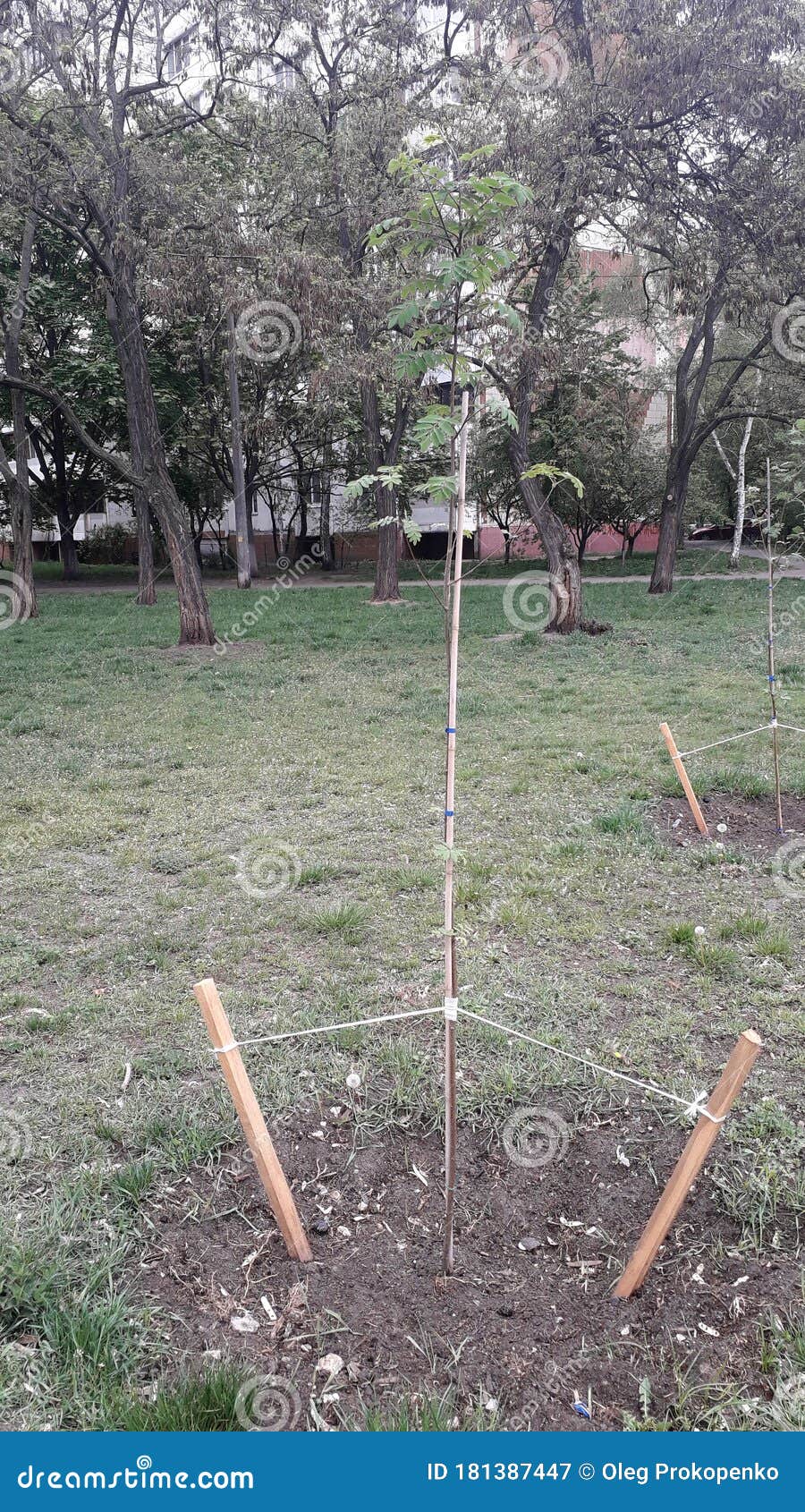 Landscaping in the Park Tree Planting Stock Image - Image of grass ...