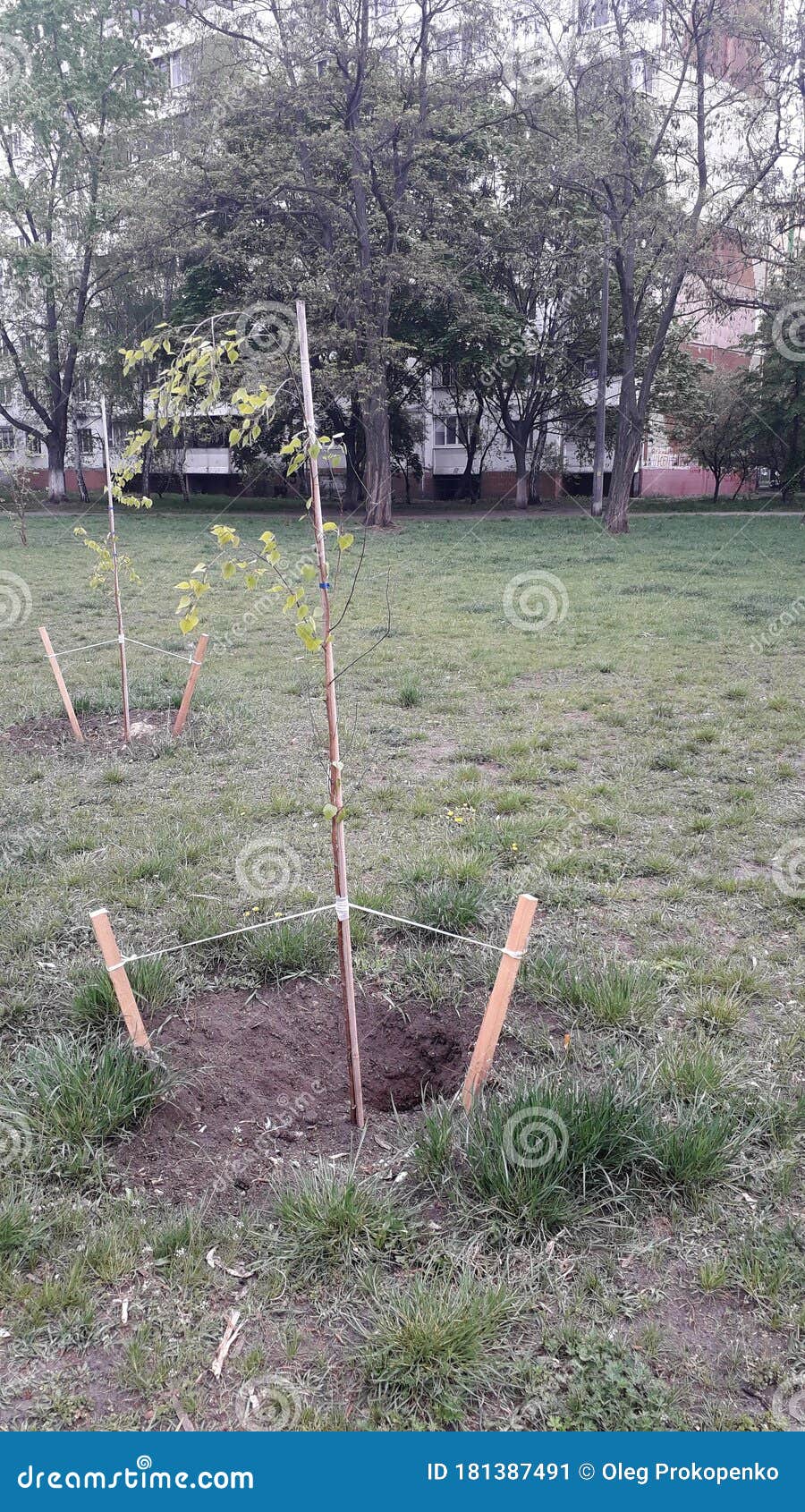 Landscaping in the Park Tree Planting Stock Image - Image of beautiful ...