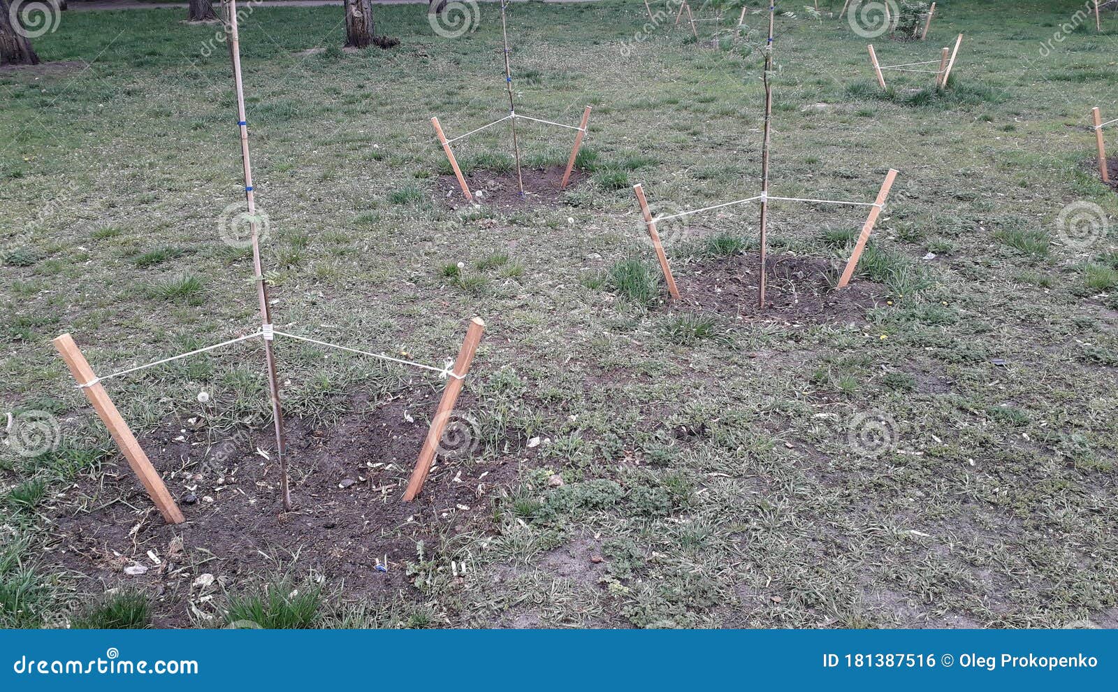 Landscaping in the Park Tree Planting Stock Photo - Image of ...