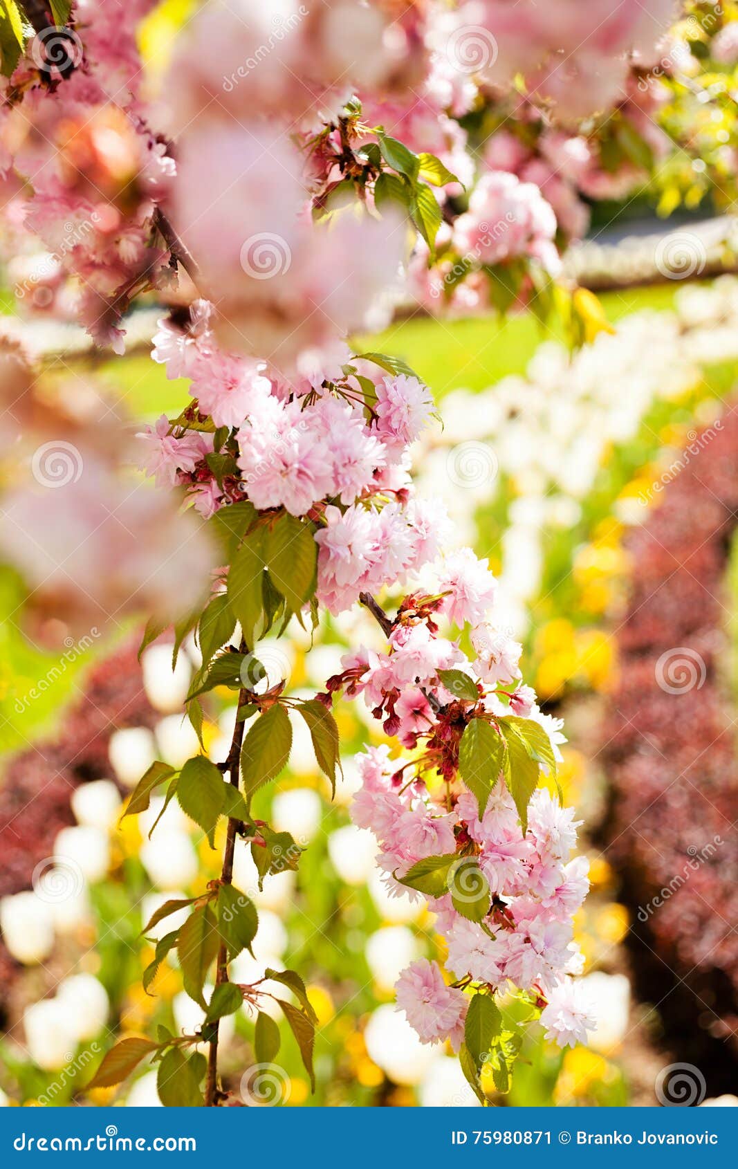 Landscaping of the park stock image. Image of street - 75980871