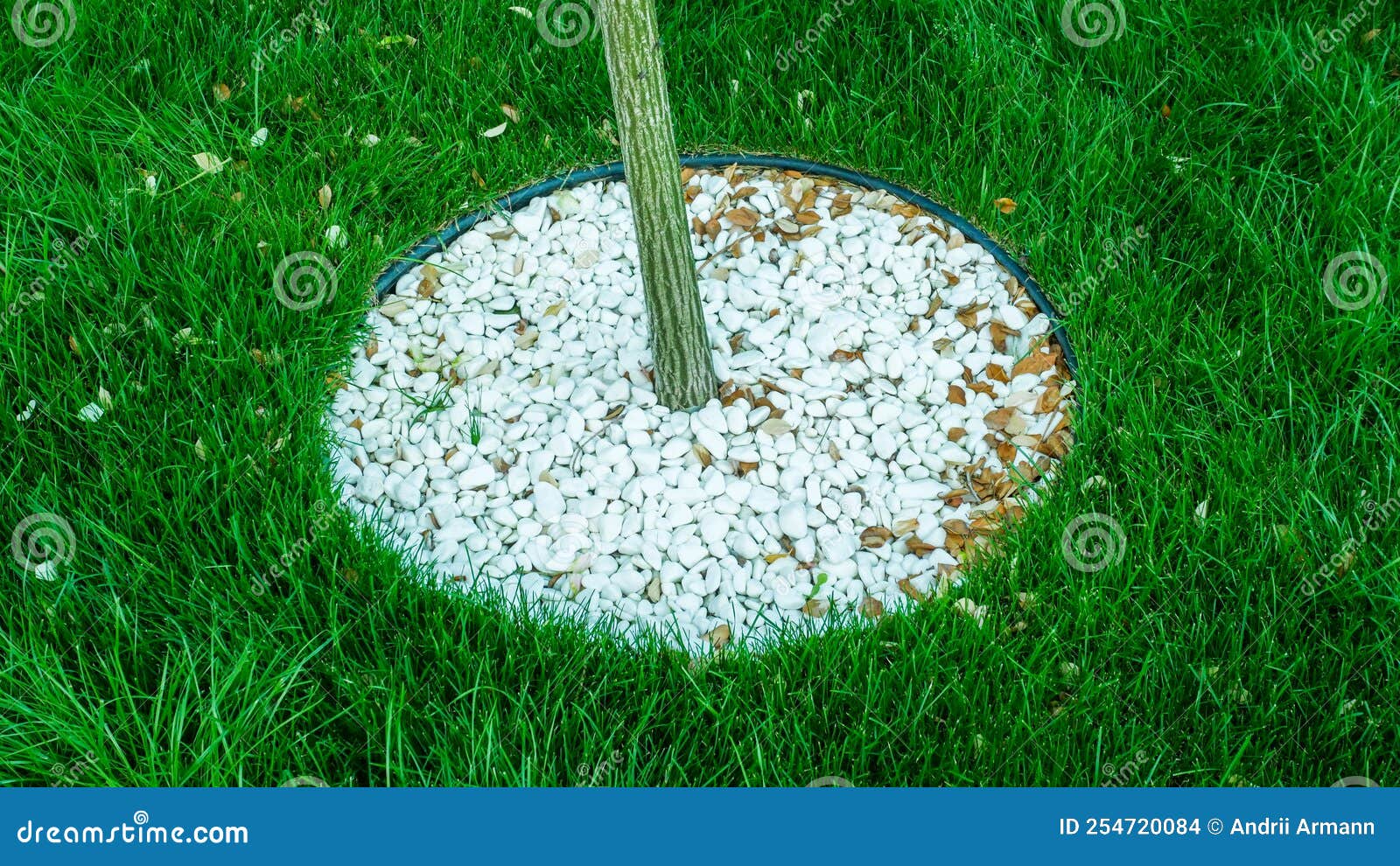 Landscaping Pebbles Under a Tree, Decoration with Coniferous Stone ...