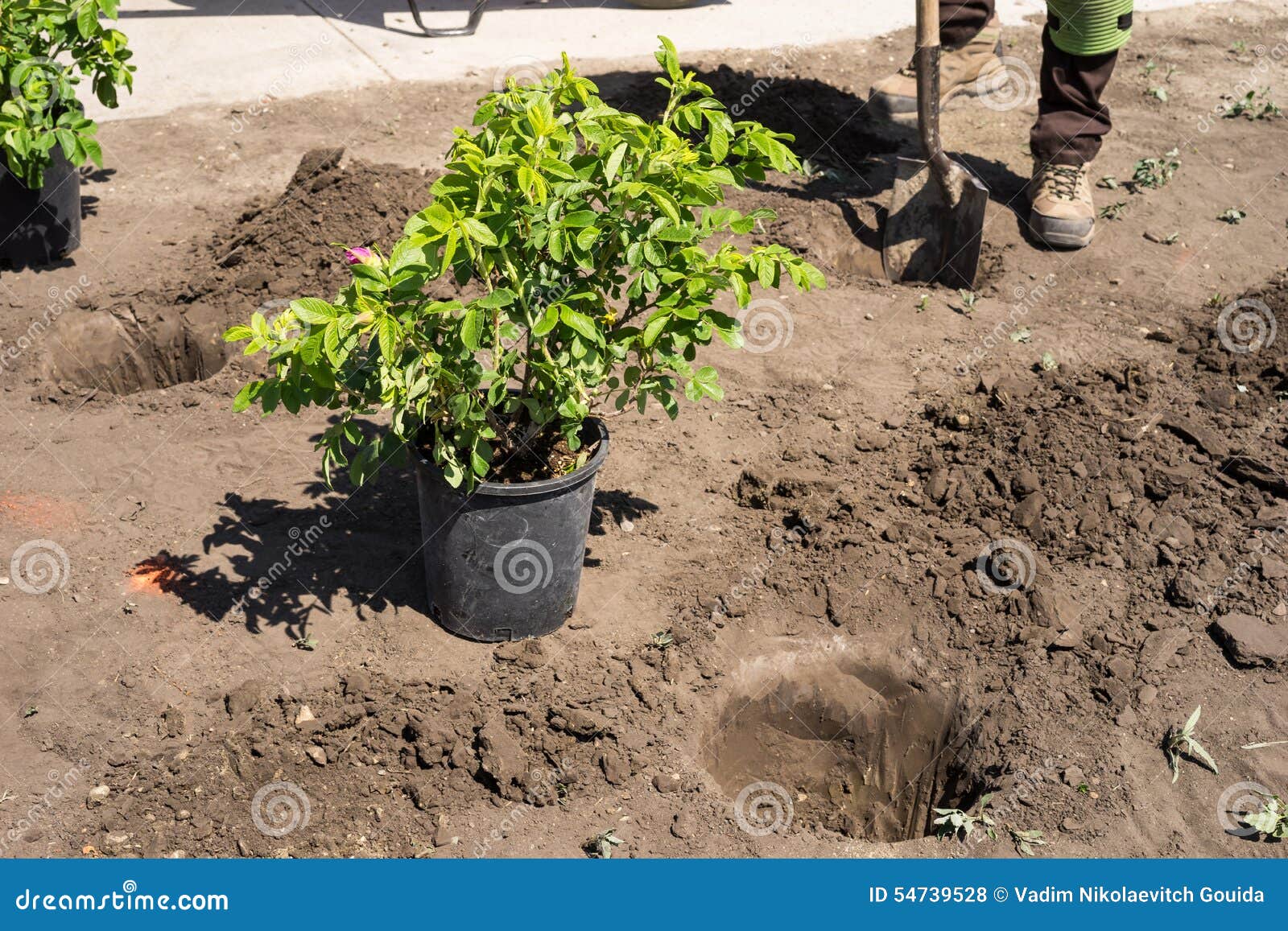 Landscaping Work - Planting Bushes on Construction Site Stock Photo ...