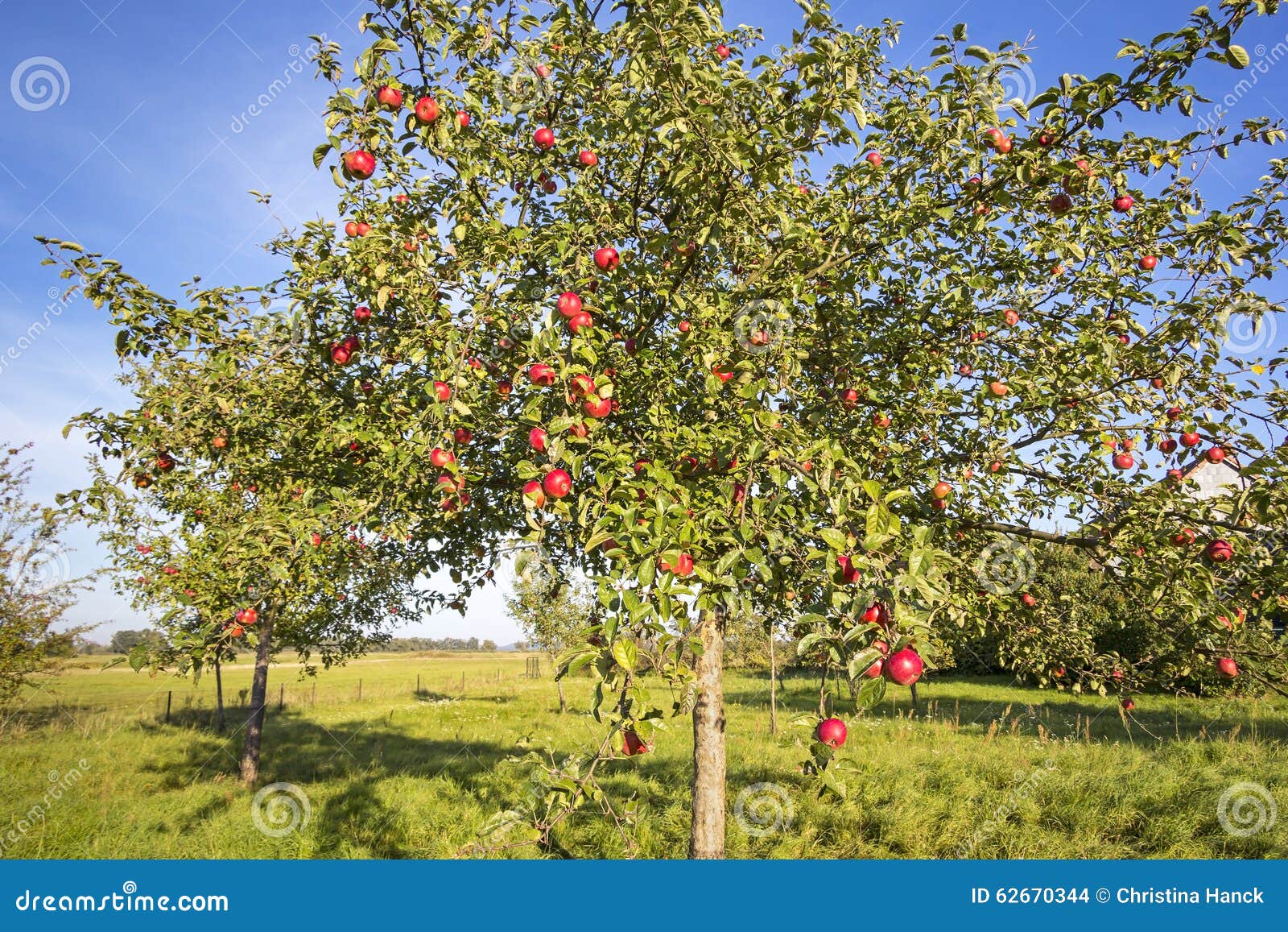 Landschaft Mit Apfelbaum Im Herbst Stockfoto - Bild von himmel, grün ...