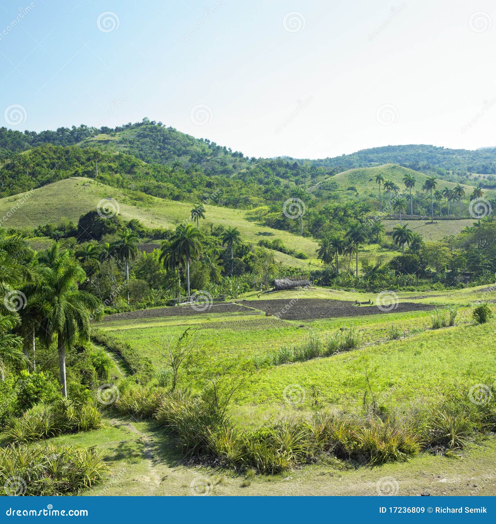 Landschap, Cuba stock afbeelding. Image of palm, bomen - 17236809