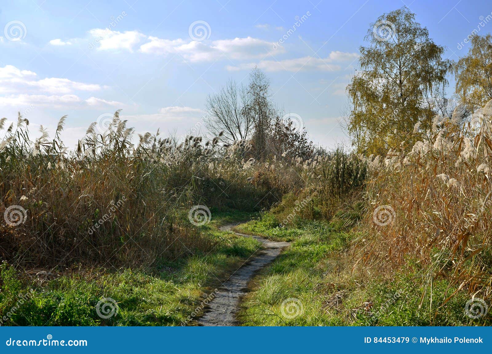 Landschap Met Een Gebied Van Riet Stock Afbeelding - Image of weide ...