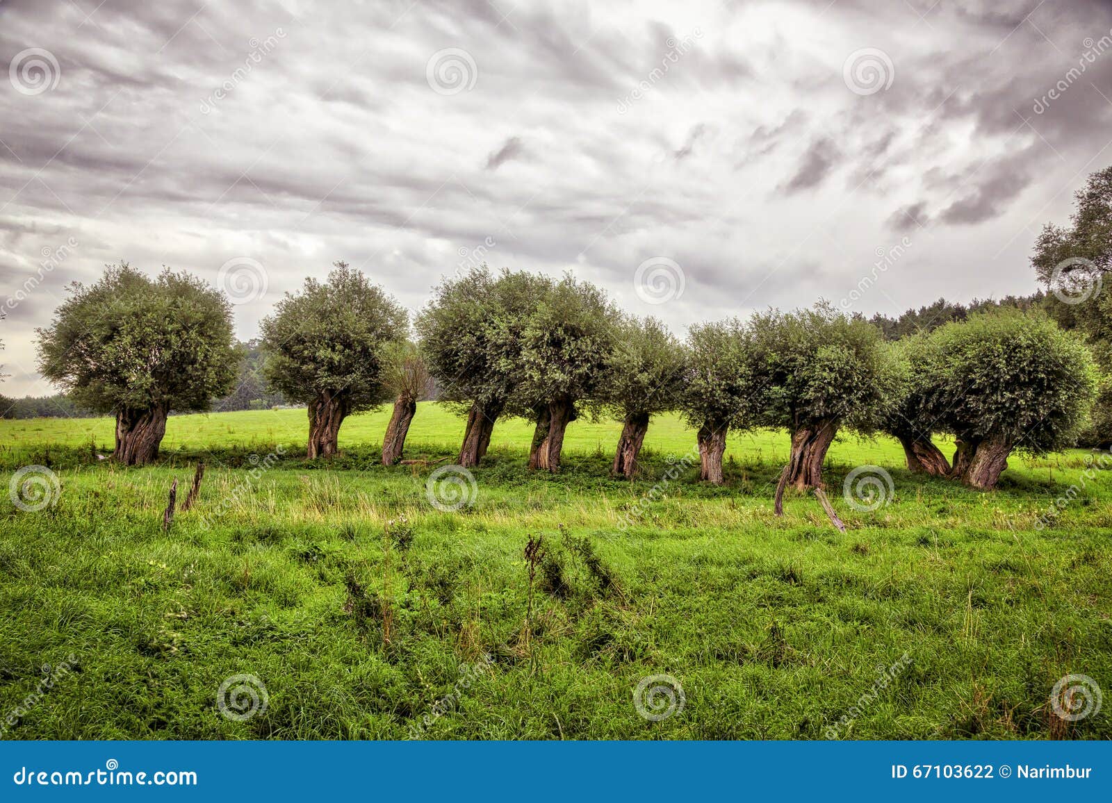Landschap Met Een Rij Van Wilgen Stock Foto - Image of enkelvoudig ...