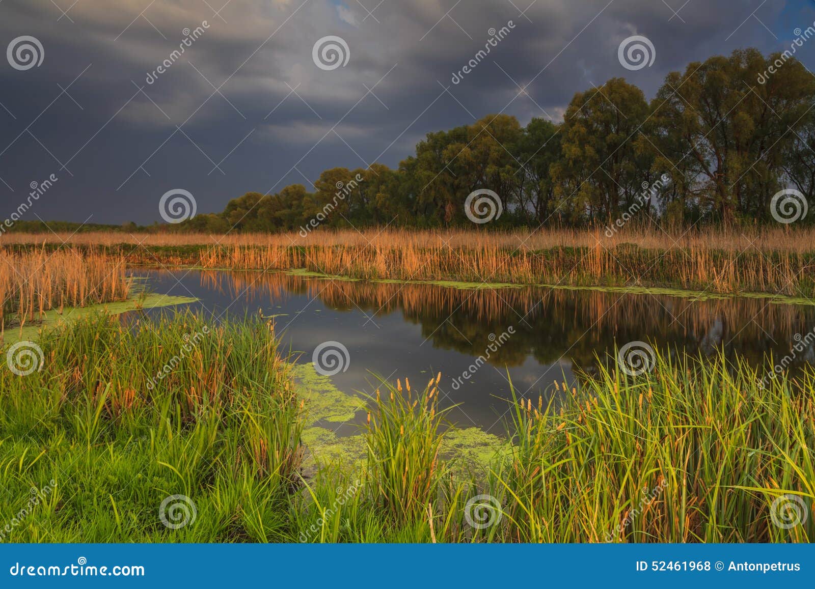 Landschap met moeras stock foto. Image of gras, riet - 52461968