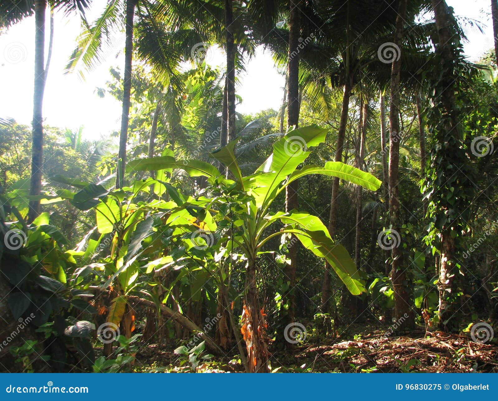 Landschap Met Palmen Van Subtropisch Bos Stock Afbeelding - Image of ...