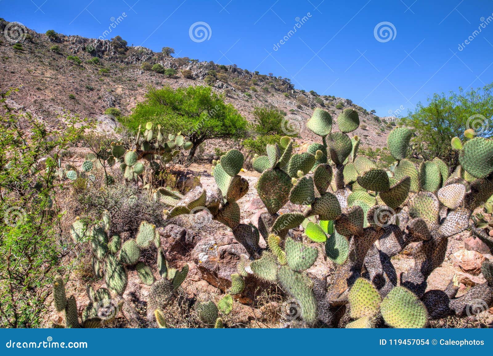 Landschap Van De Mexicaanse Woestijn Stock Foto - Image of mooi, nave ...