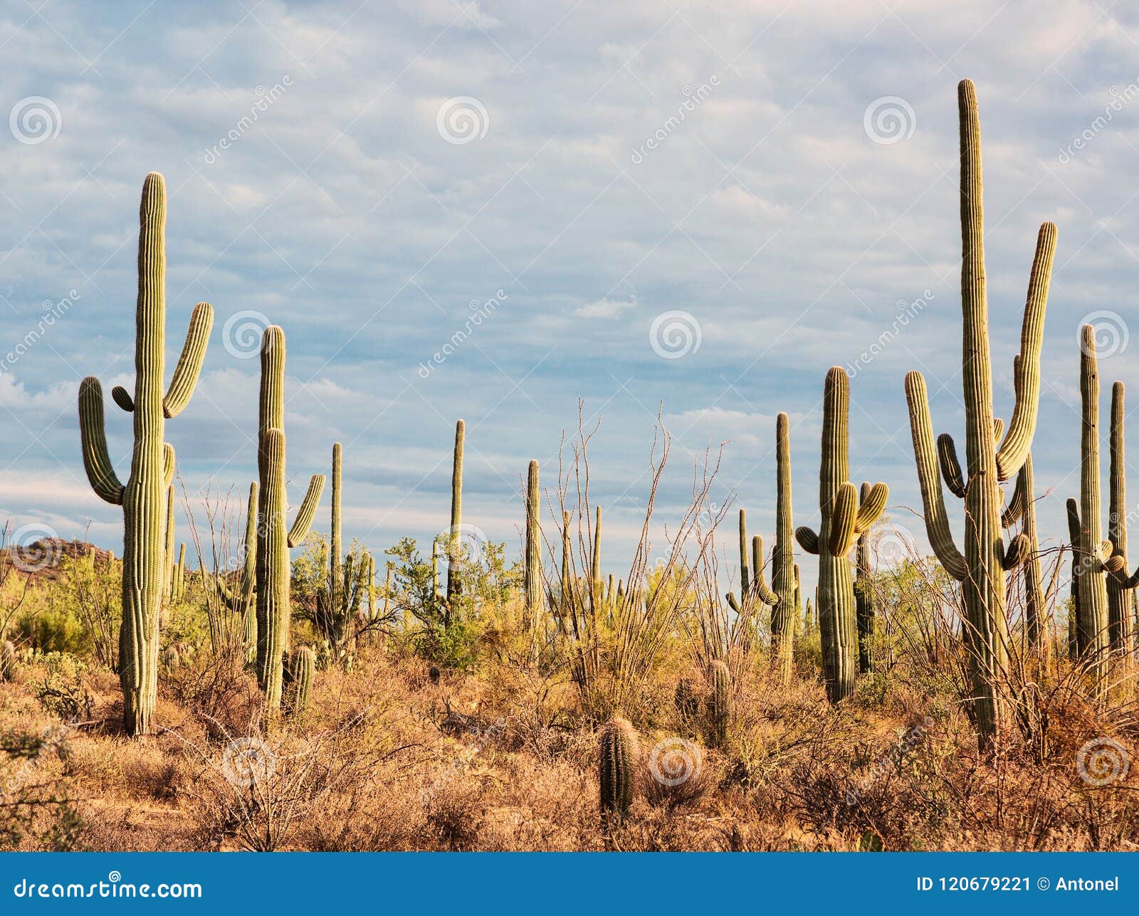 Landschap Van De Woestijn Met Saguaro-cactussen Gestemd Beeld Stock ...