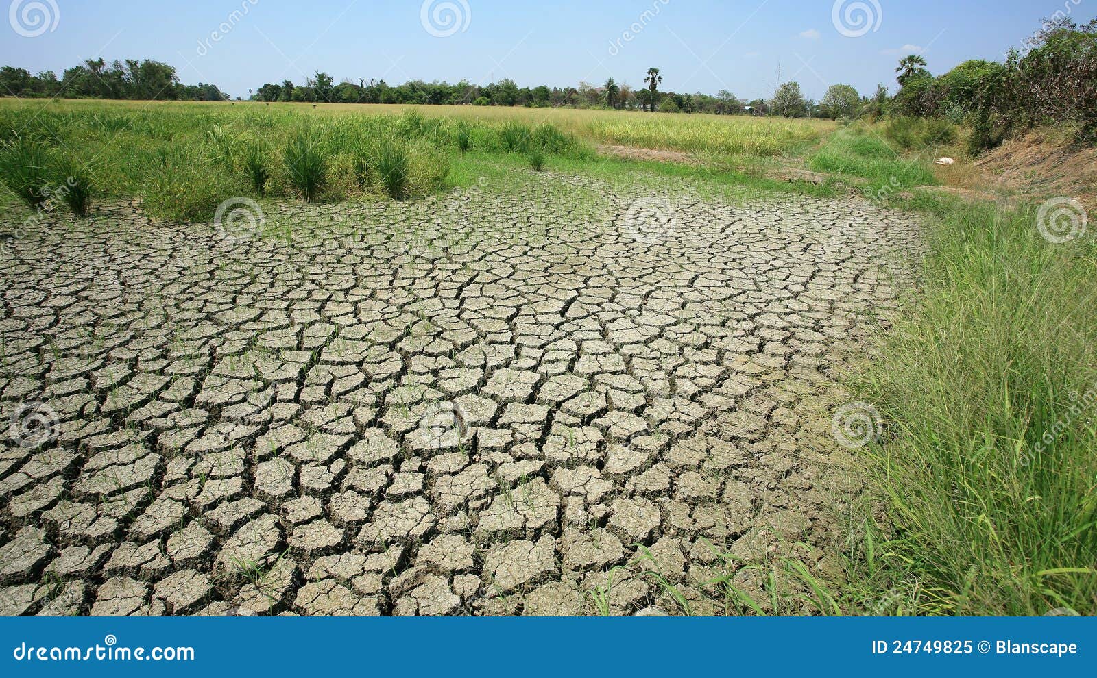 Landschap Van Droge Gebarsten Modder En Overleefd Gras Stock Afbeelding ...