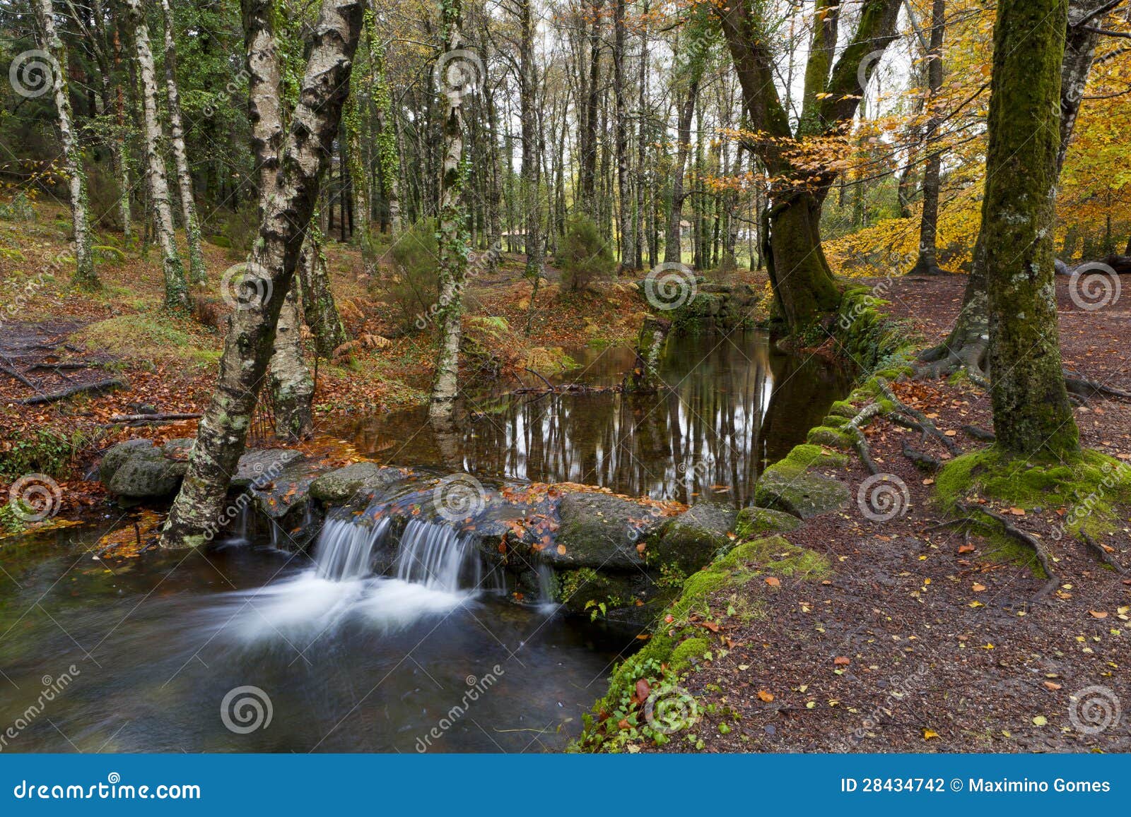 Landschap Van Een Bos Met Bomen En Water Stock Foto - Image of daling ...