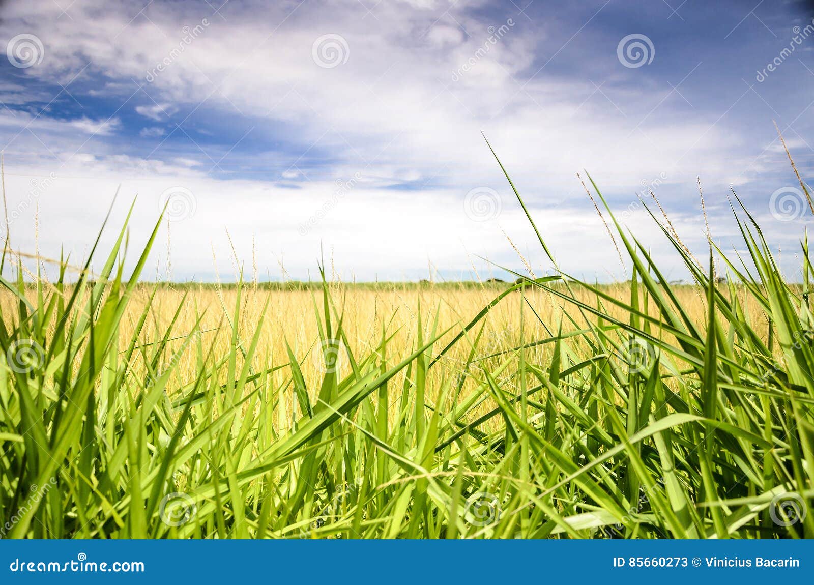 Landschap Van Een Open Gebied Met Groen Gras Stock Afbeelding - Image ...