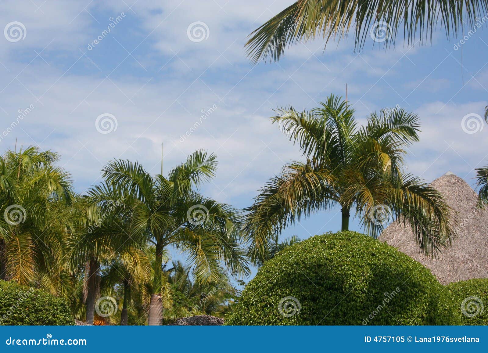 Landschap Van Tropische Bomen Stock Afbeelding - Image of groen ...