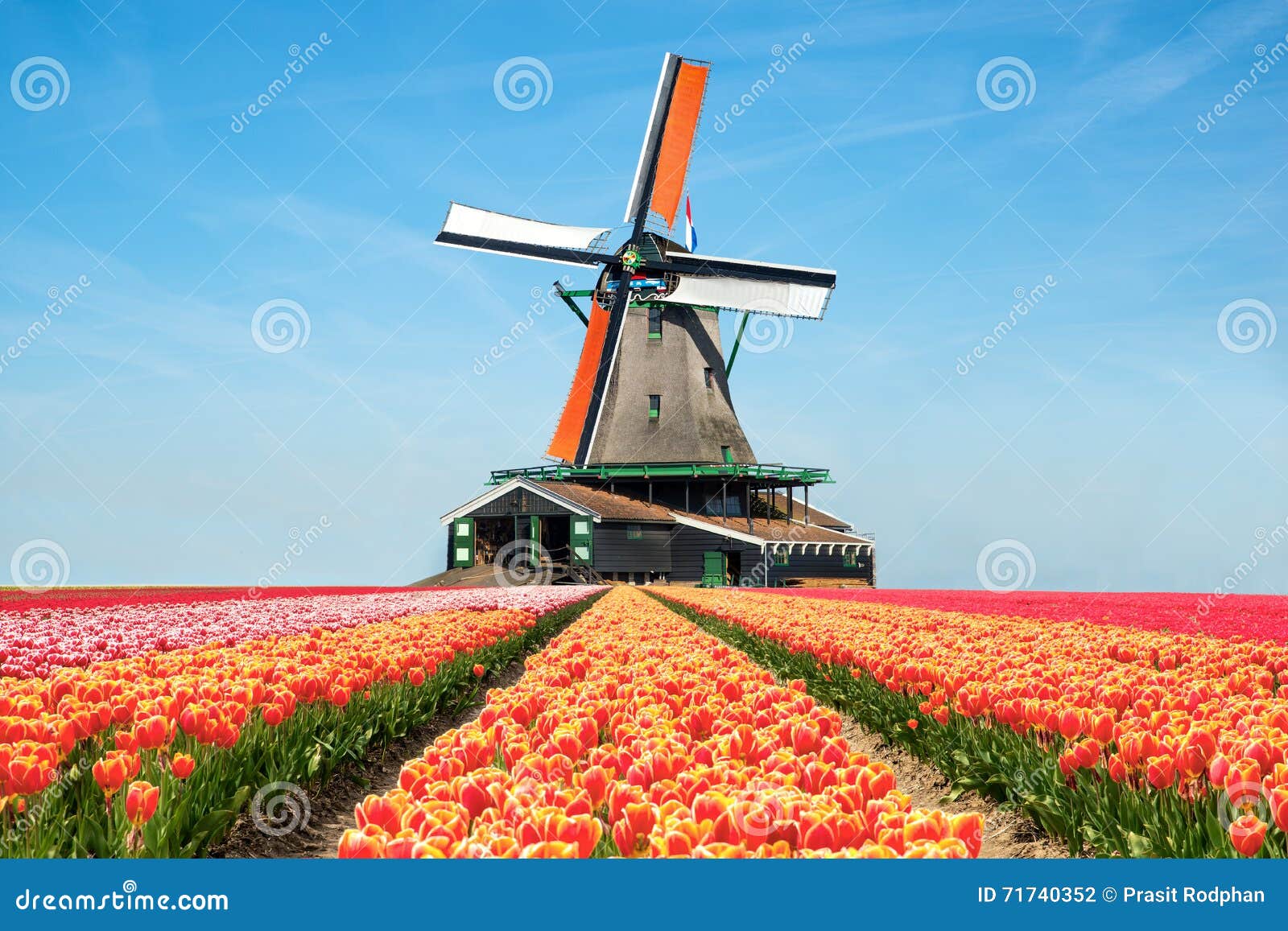 Landschap Van Tulpen En Windmolens in Nederland Stock Foto - Image of landschap, naughty: 71740352