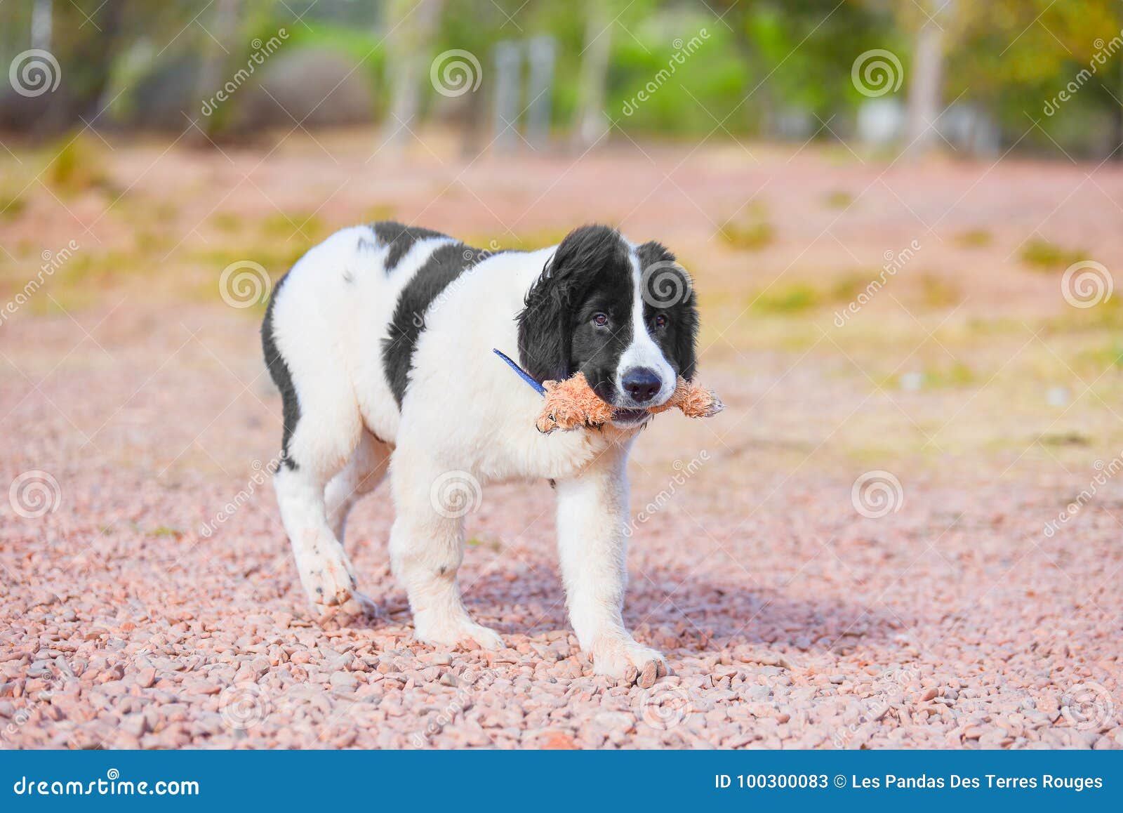 Landseer dog puppy stock image. Image of female, animal - 100300083