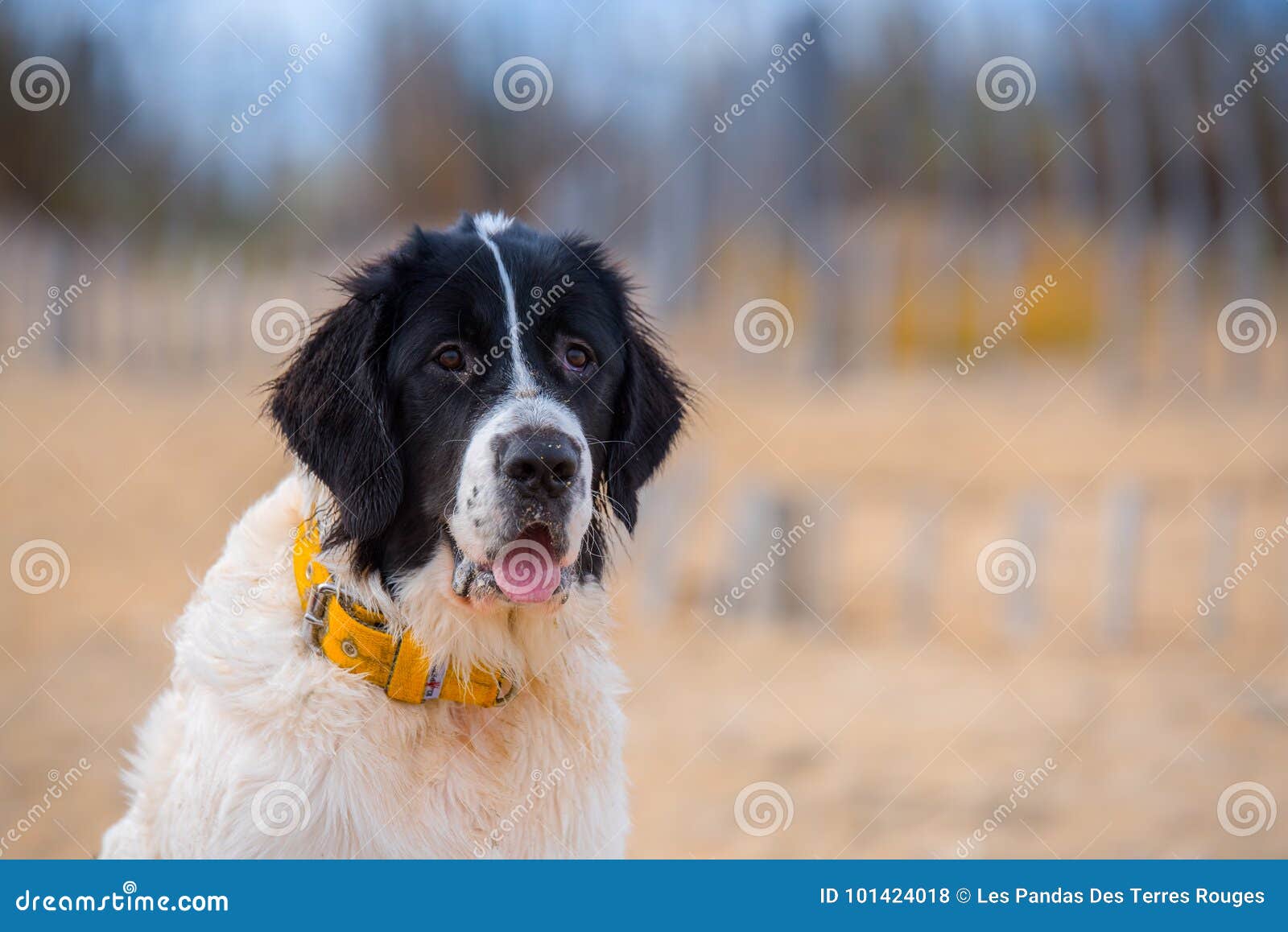Landseer dog puppy stock photo. Image of domestic, animal - 101424018