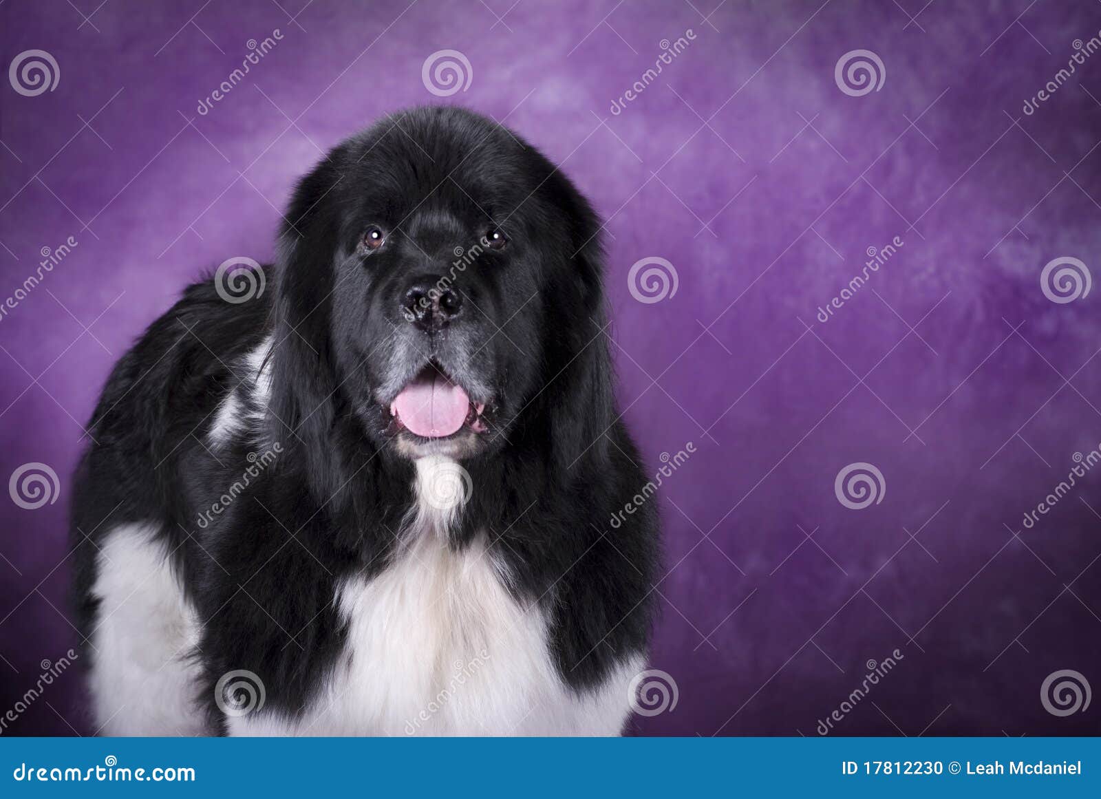 Landseer Newfoundland Dog on Purple Stock Photo - Image of furry, cute ...