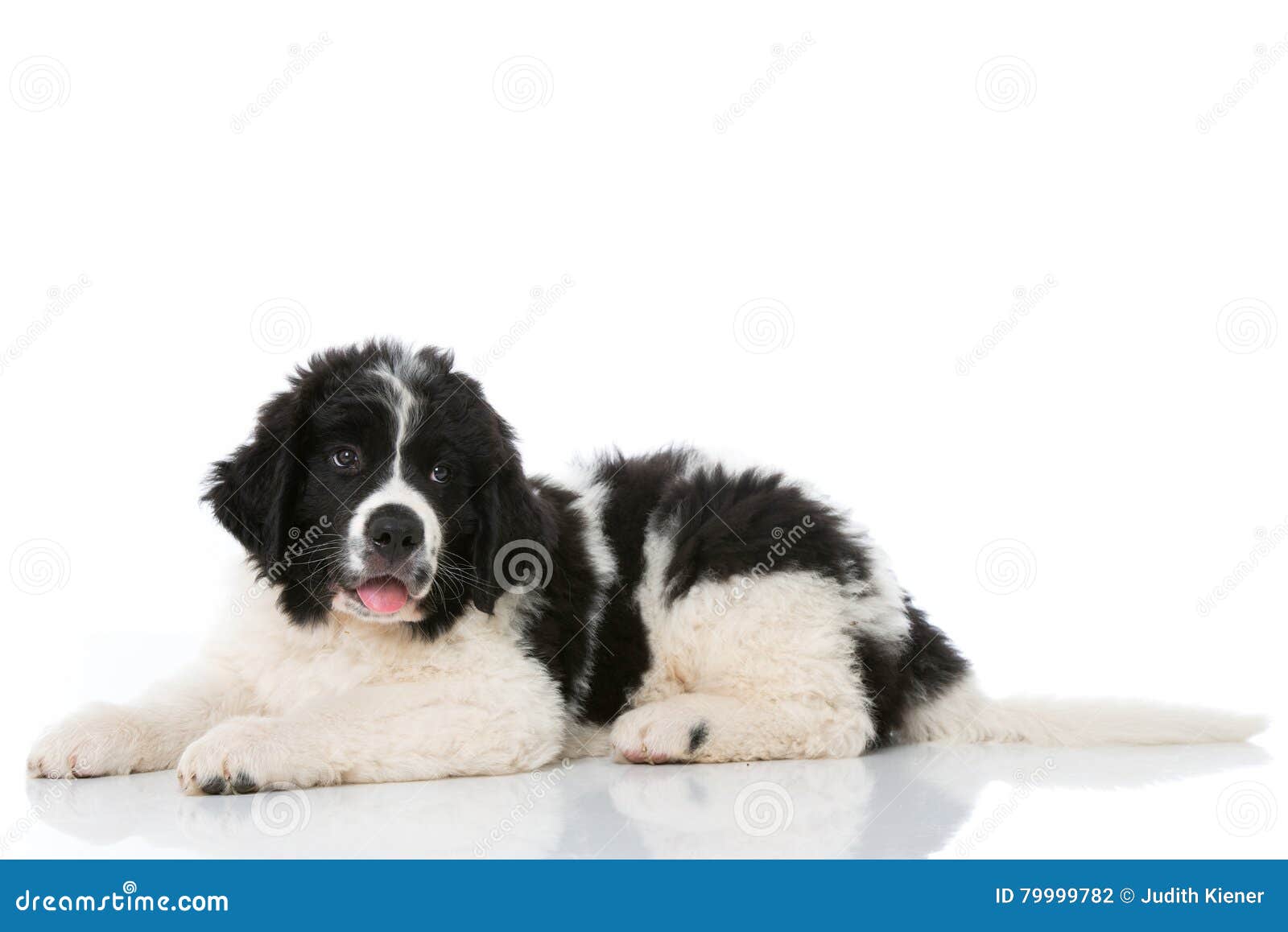 Landseer Puppy stock photo. Image of animal, black, landseer - 79999782