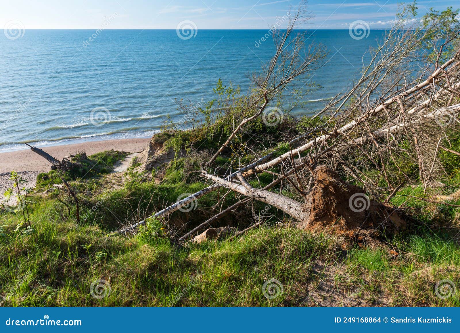 Landslide Cliff by the Sea with Trees, Labrags, Latvia Stock Photo ...