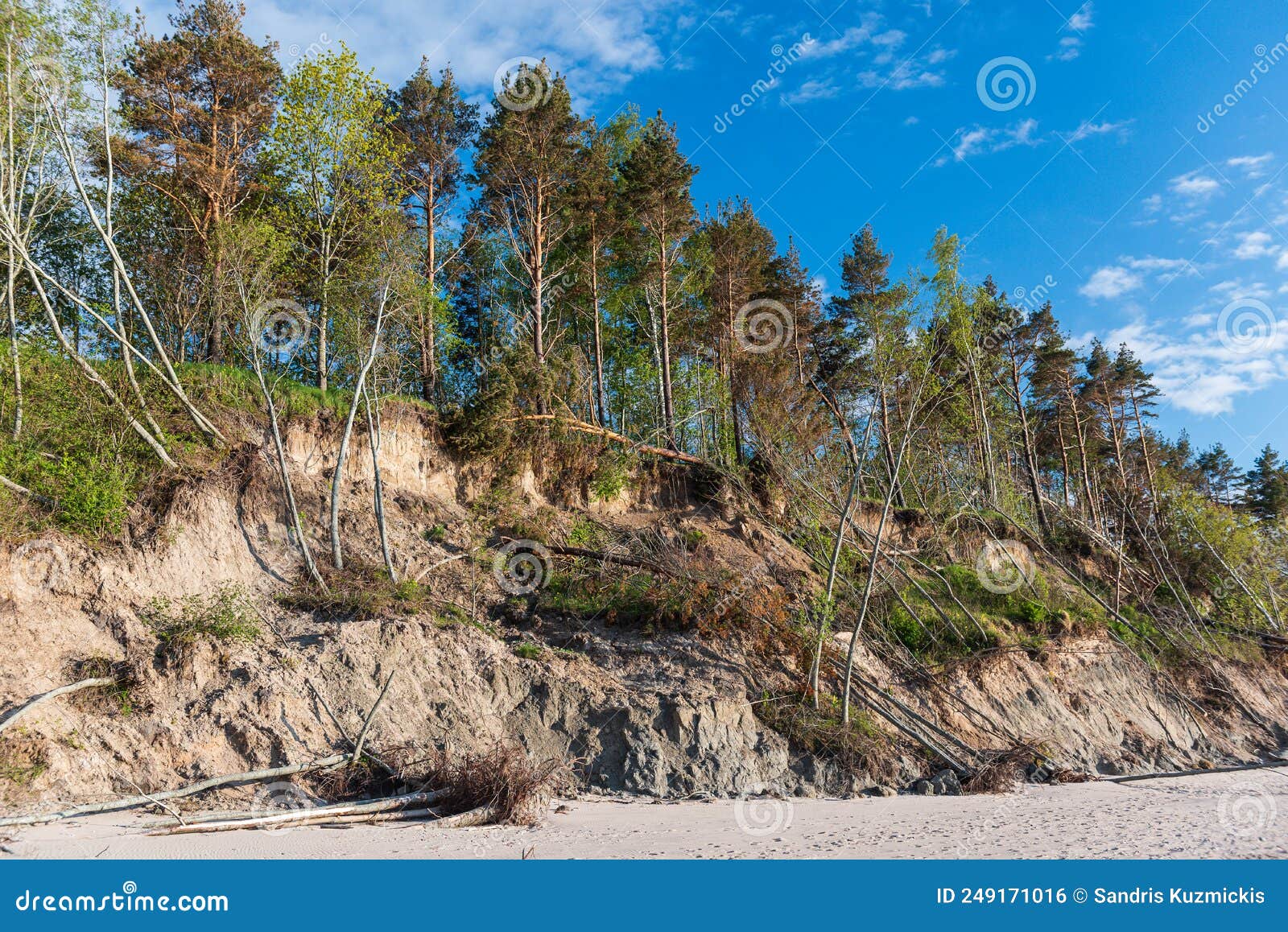 Landslide Cliff by the Sea with Trees, Labrags, Latvia Stock Photo ...