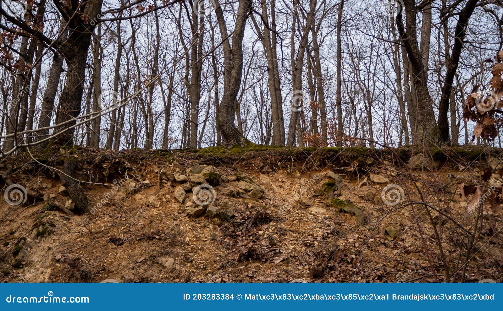 The Landslide in the Forest Stock Photo - Image of change, area: 203283384