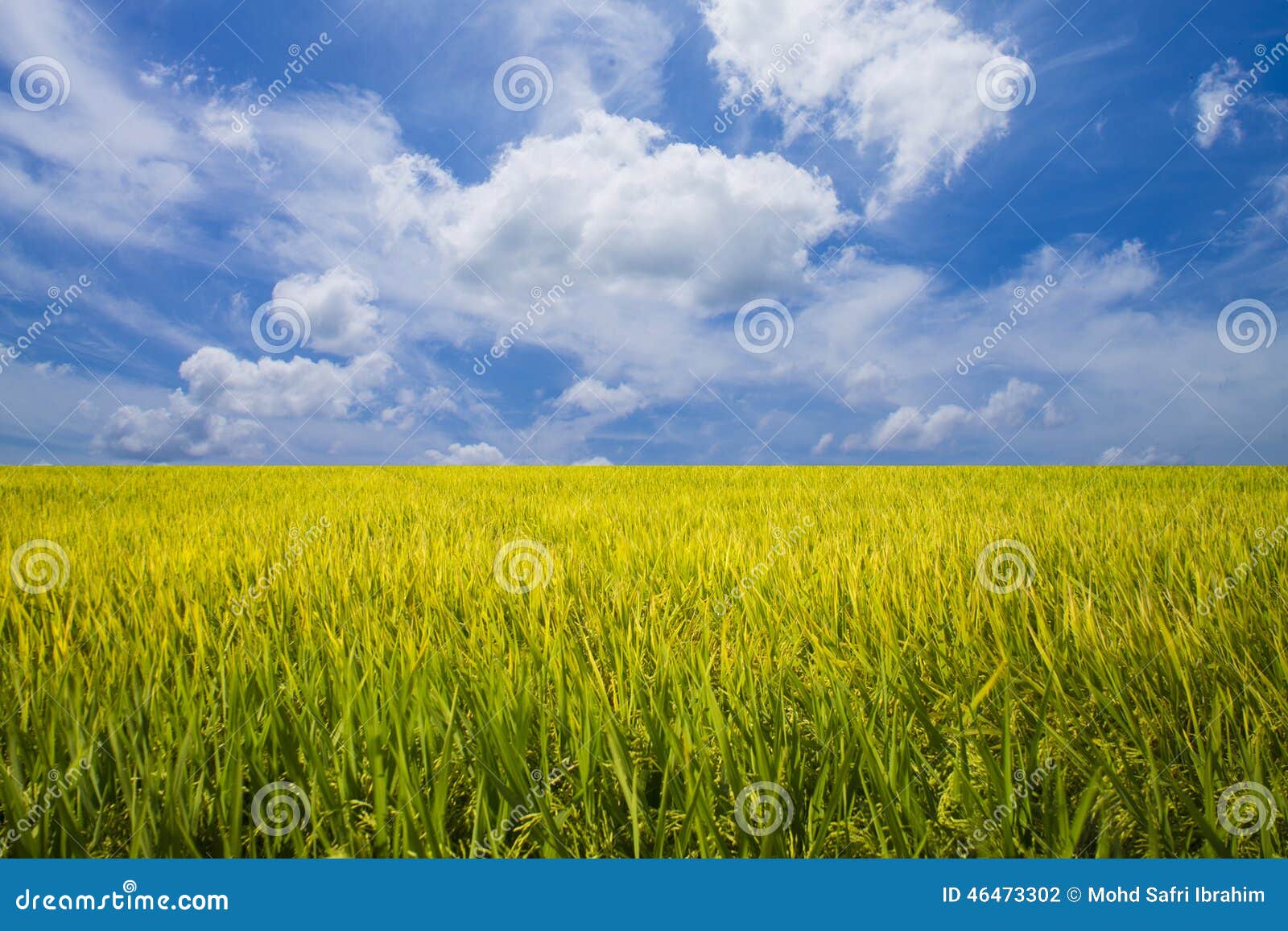 Landspace View Over Paddy Field with a Dramatic Blue Sky Stock Photo ...