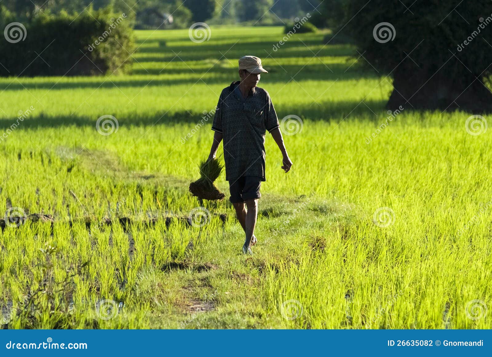 Landwirt Auf Dem Feld in Laos Redaktionelles Stockfotografie - Bild von ...