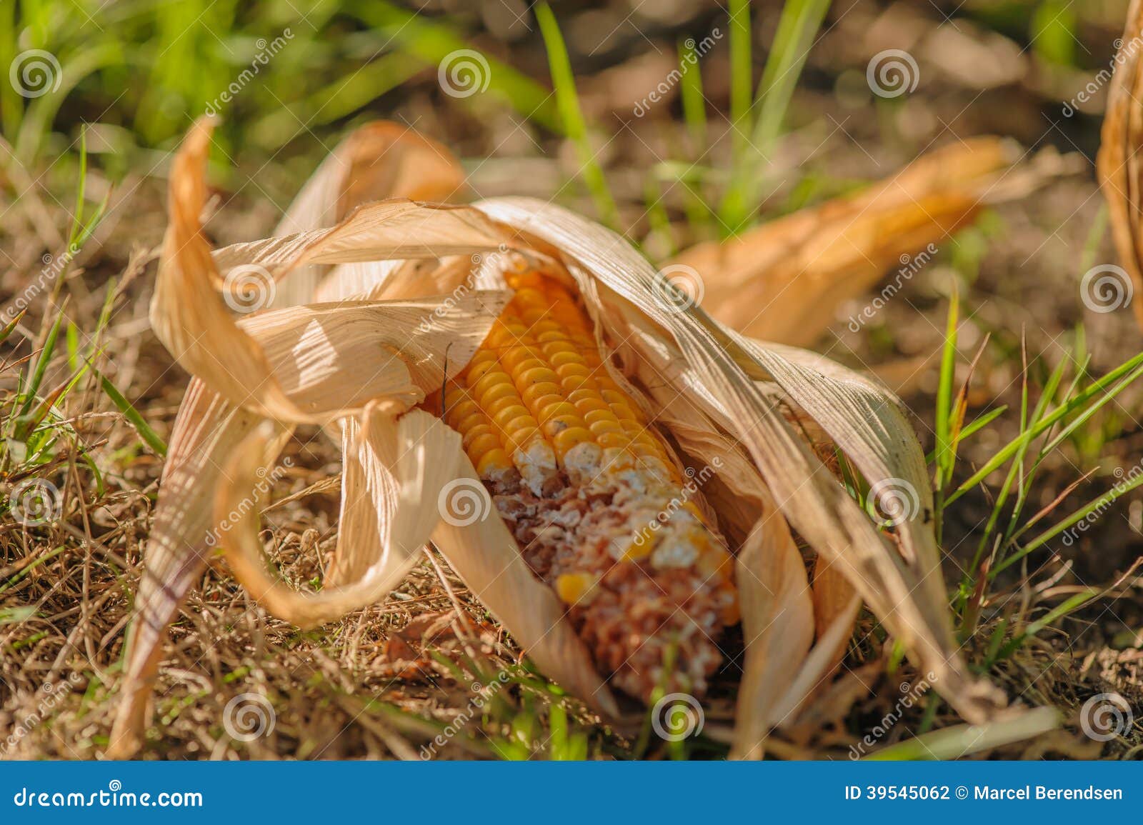 Landwirtschaft - Mais-Ernte Stockfoto - Bild von wetter, pfeiler: 39545062