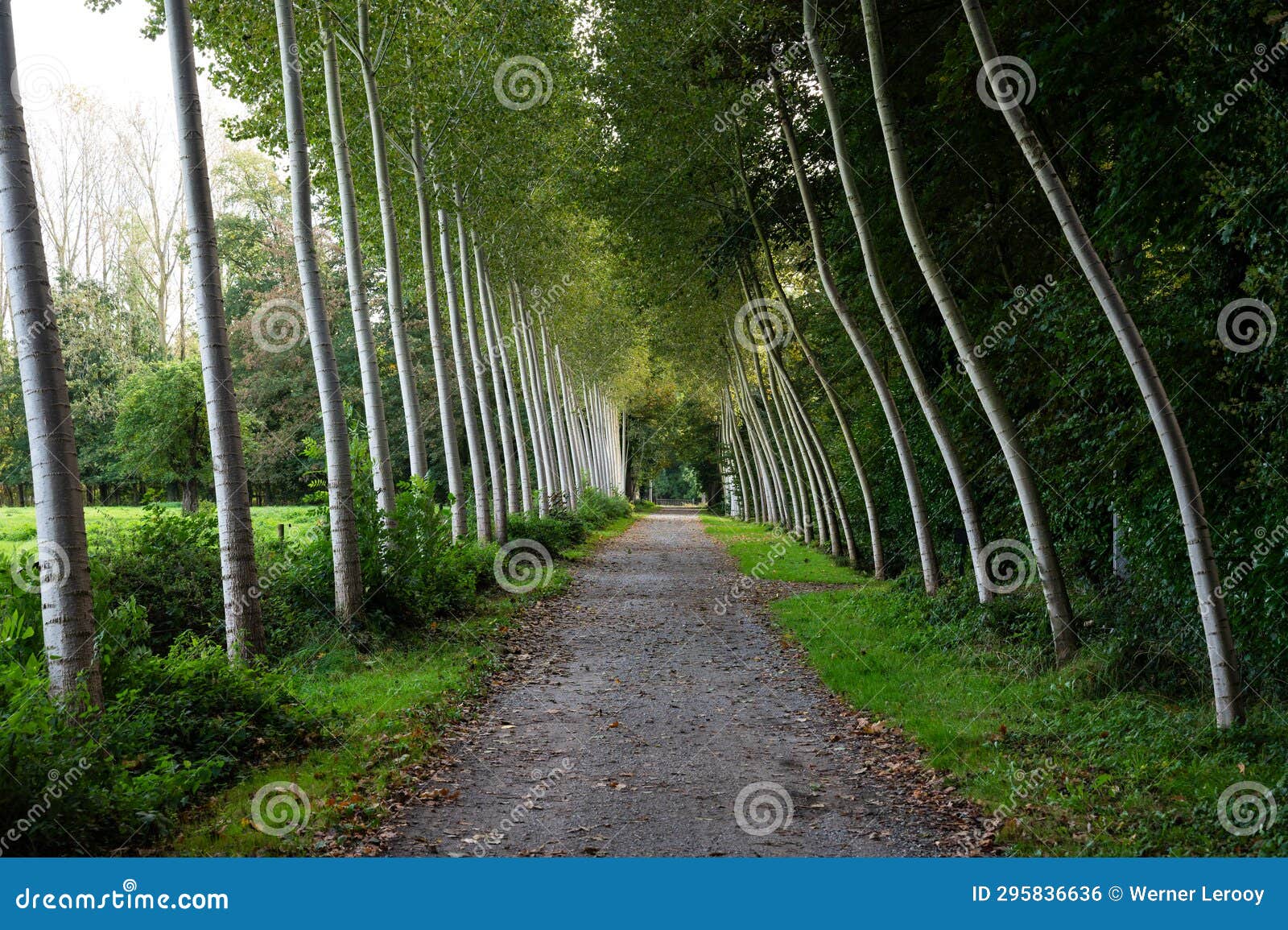 Lane of Birch Trees in the Woods of Imde, Belgium Stock Photo - Image ...