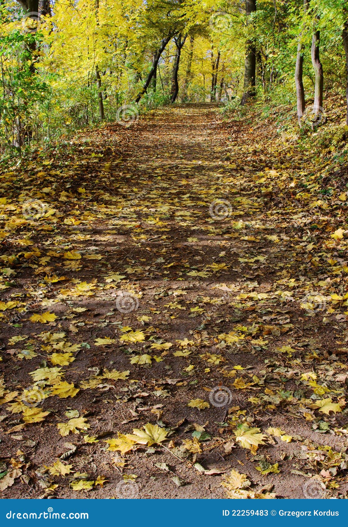 Lane in Forest with Leafs in the Fall Stock Image - Image of track ...