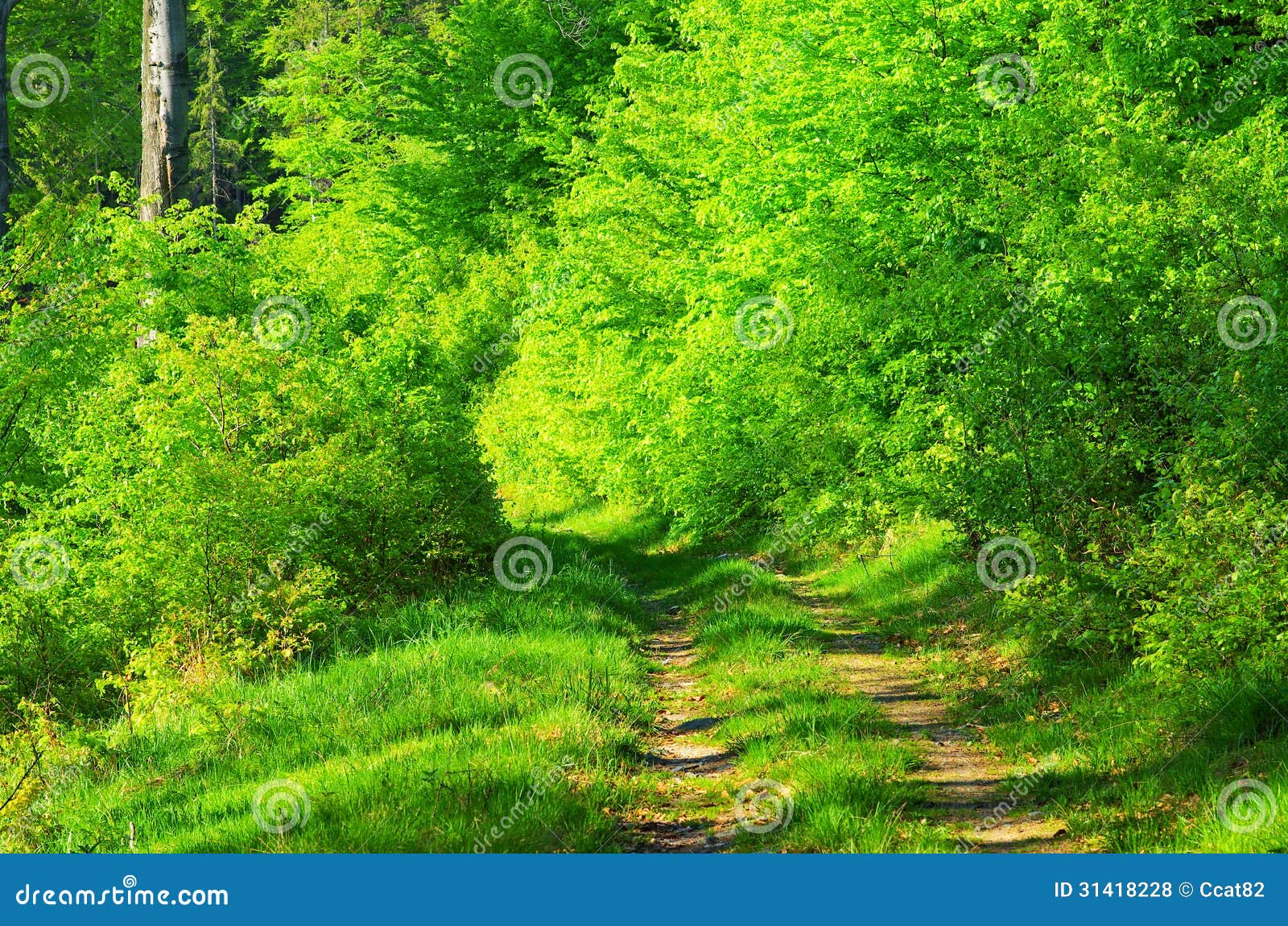 Lane in forest stock photo. Image of park, morning, lush - 31418228