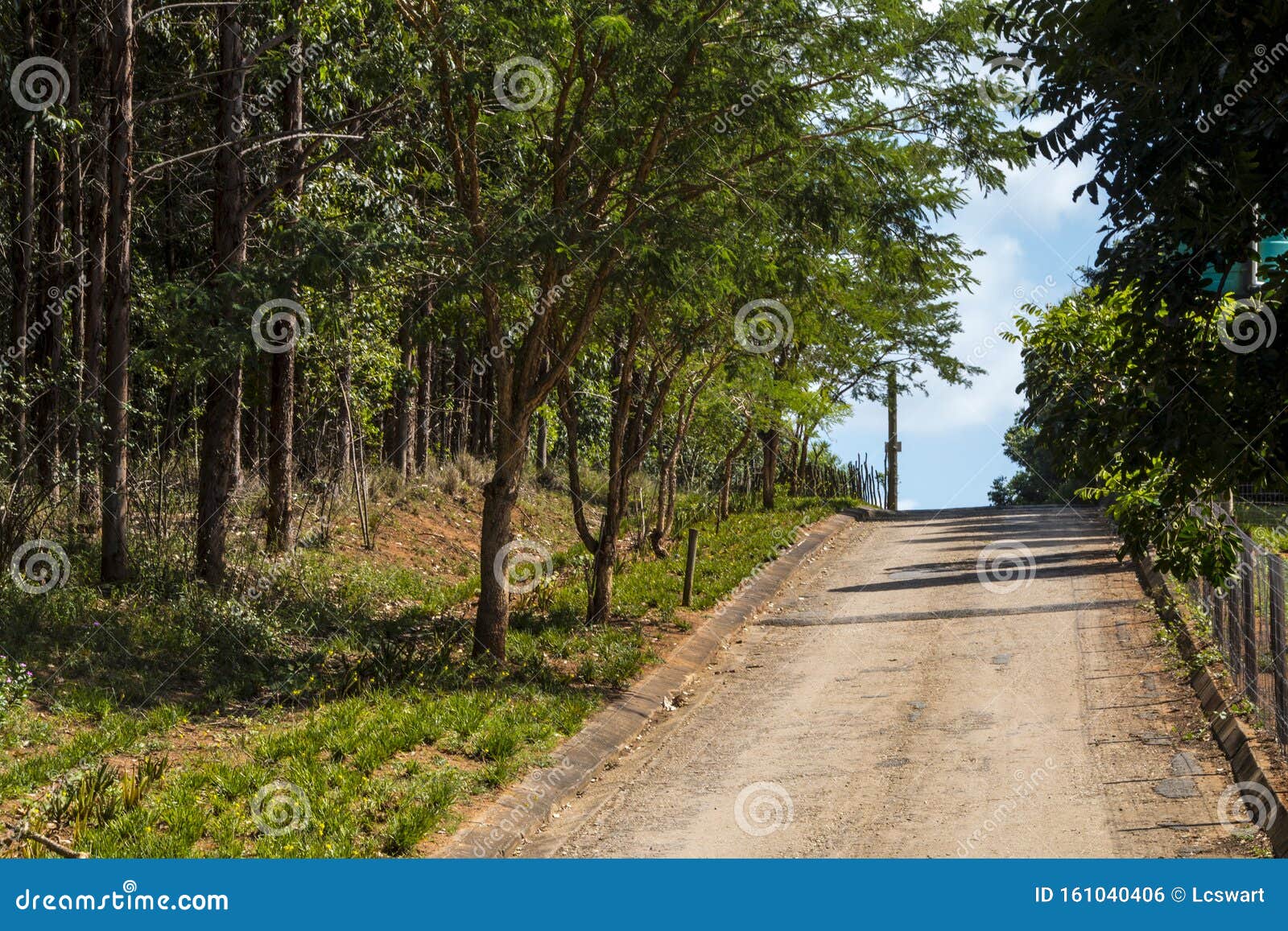 Lane Lined with Tall Trees with Blind Rise Stock Photo - Image of green ...