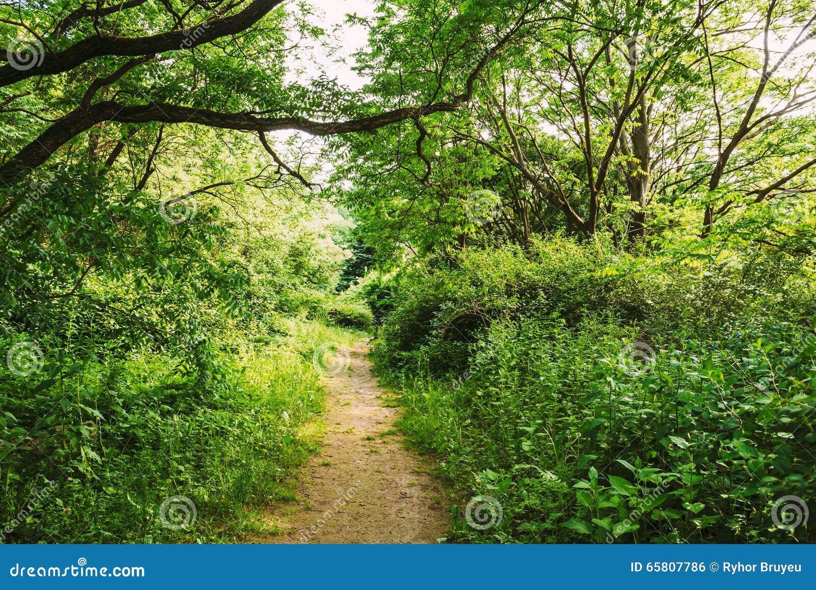 Lane, Path, Pathway in Summer Deciduous Forest Trees Stock Photo ...