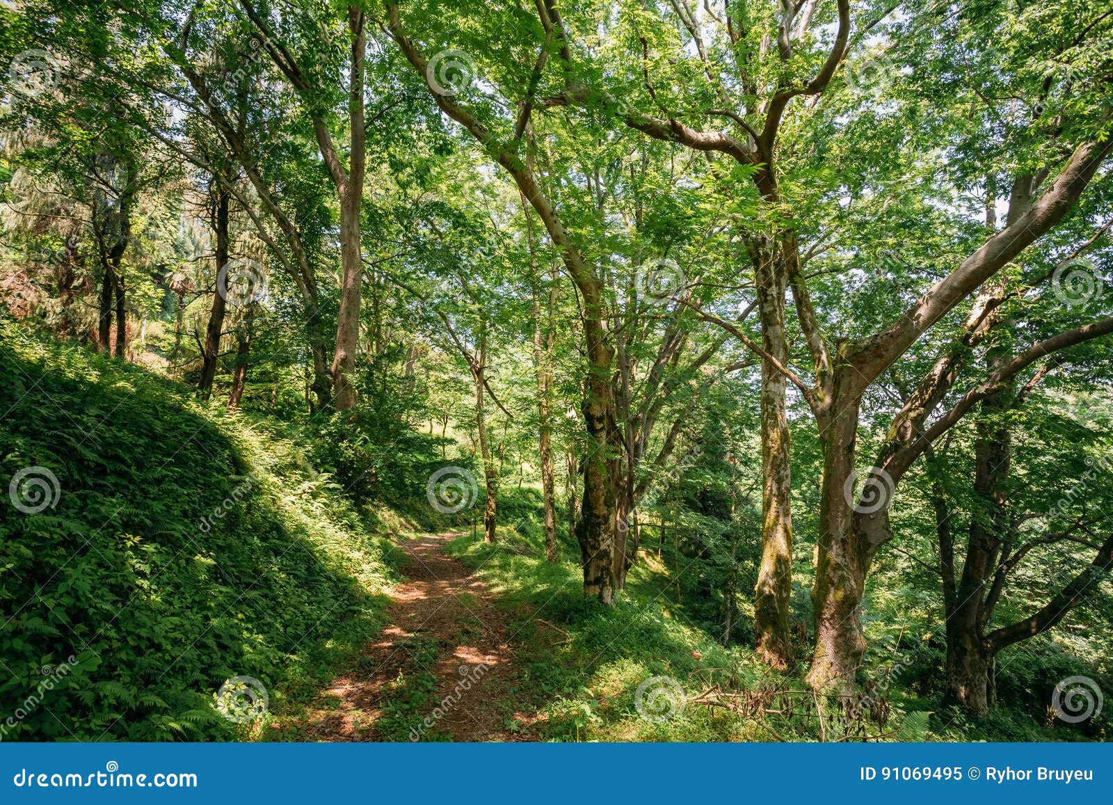 Lane, Path, Way for Light Walking in Summer Deciduous Forest between ...