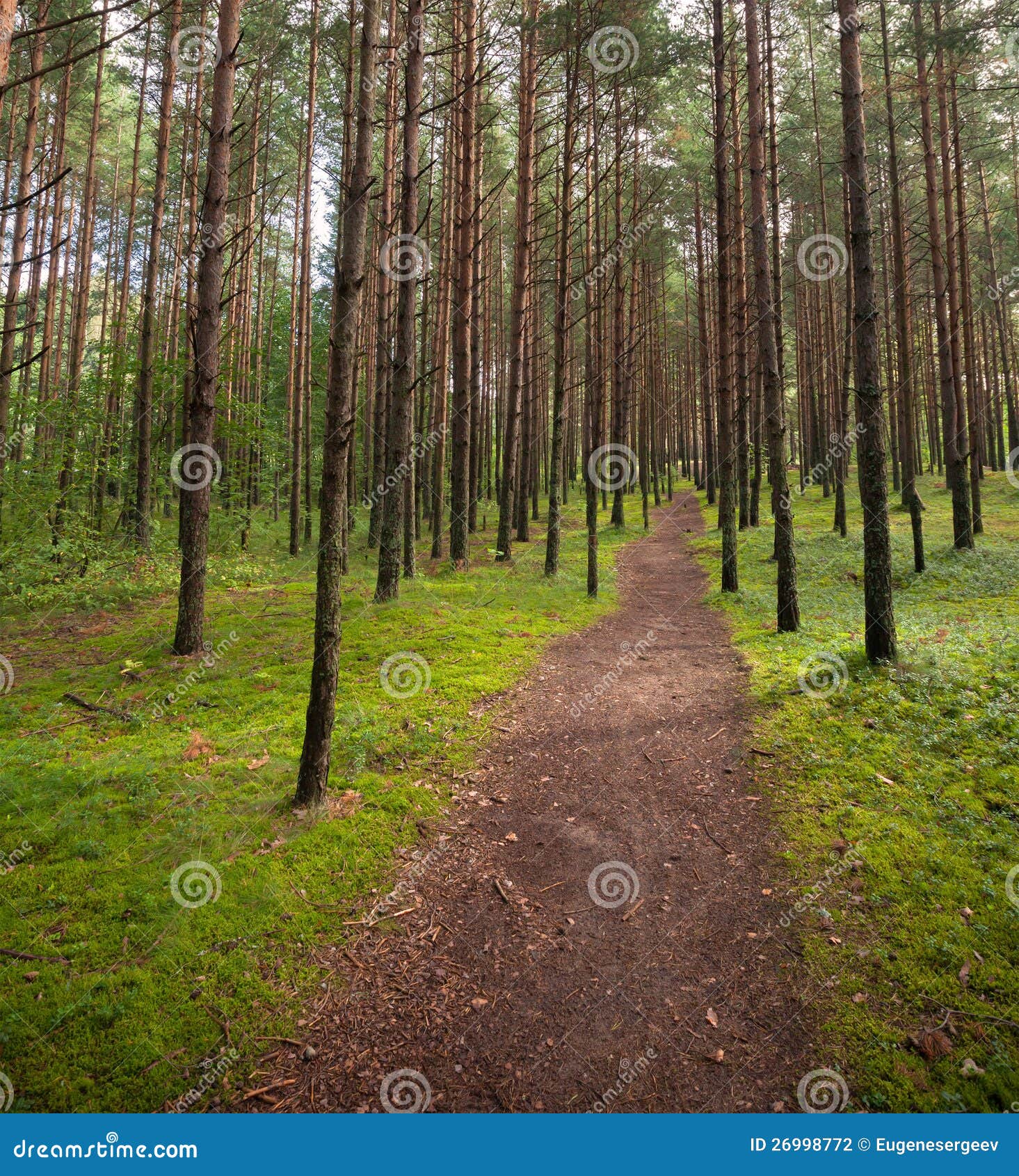 Lane in the Pine Tree Forest Stock Photo - Image of russia, timber ...