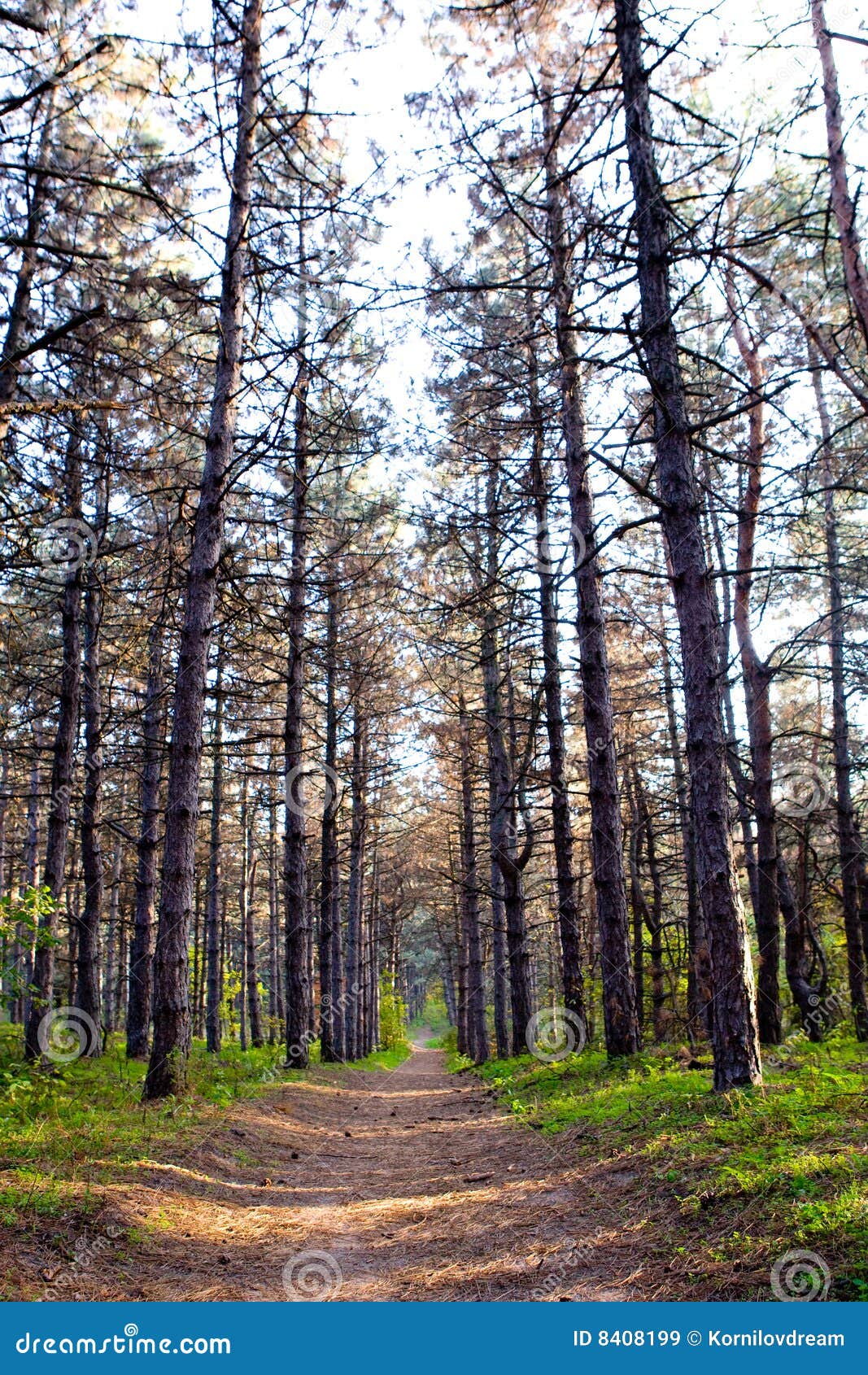 Lane Running through Forest Stock Image - Image of forest, brown: 8408199