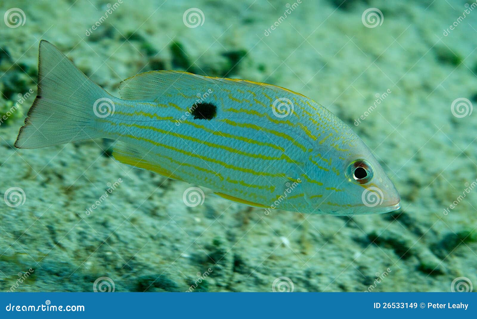 Lane Snapper stock image. Image of ocean, tropical, fish - 26533149