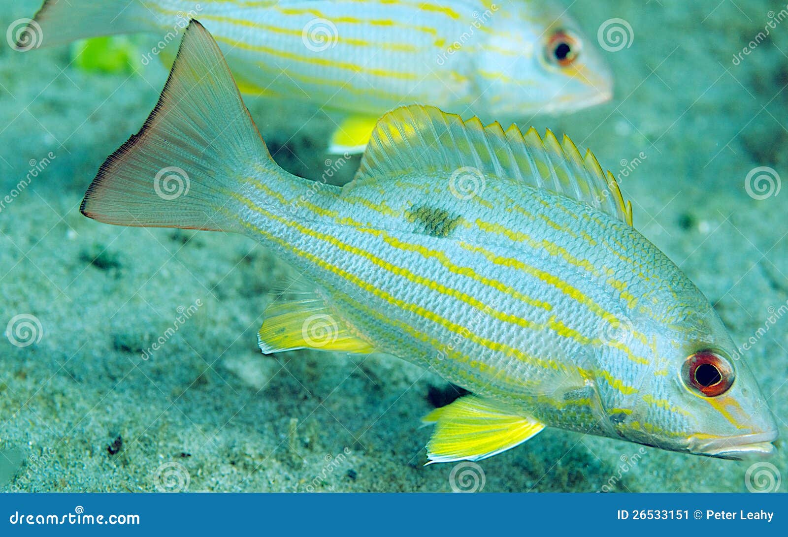 Lane Snapper stock image. Image of ichthyology, holacanthus - 26533151
