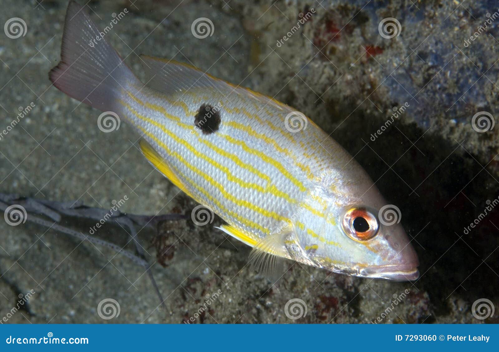 Lane Snapper stock photo. Image of fins, oceanography - 7293060