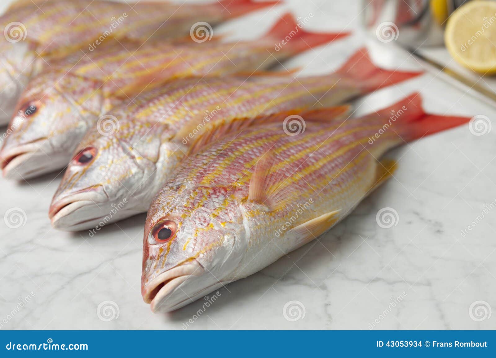 Lane snappers stock photo. Image of fish, lutjanus, saltwater - 43053934