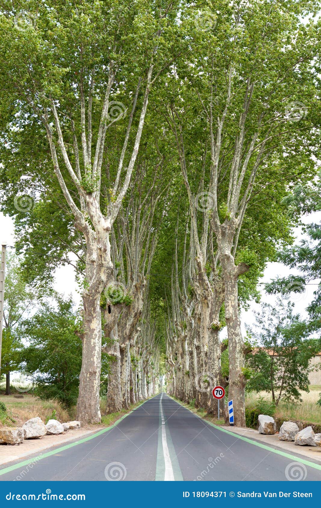 Lane with trees stock image. Image of leaves, nature - 18094371