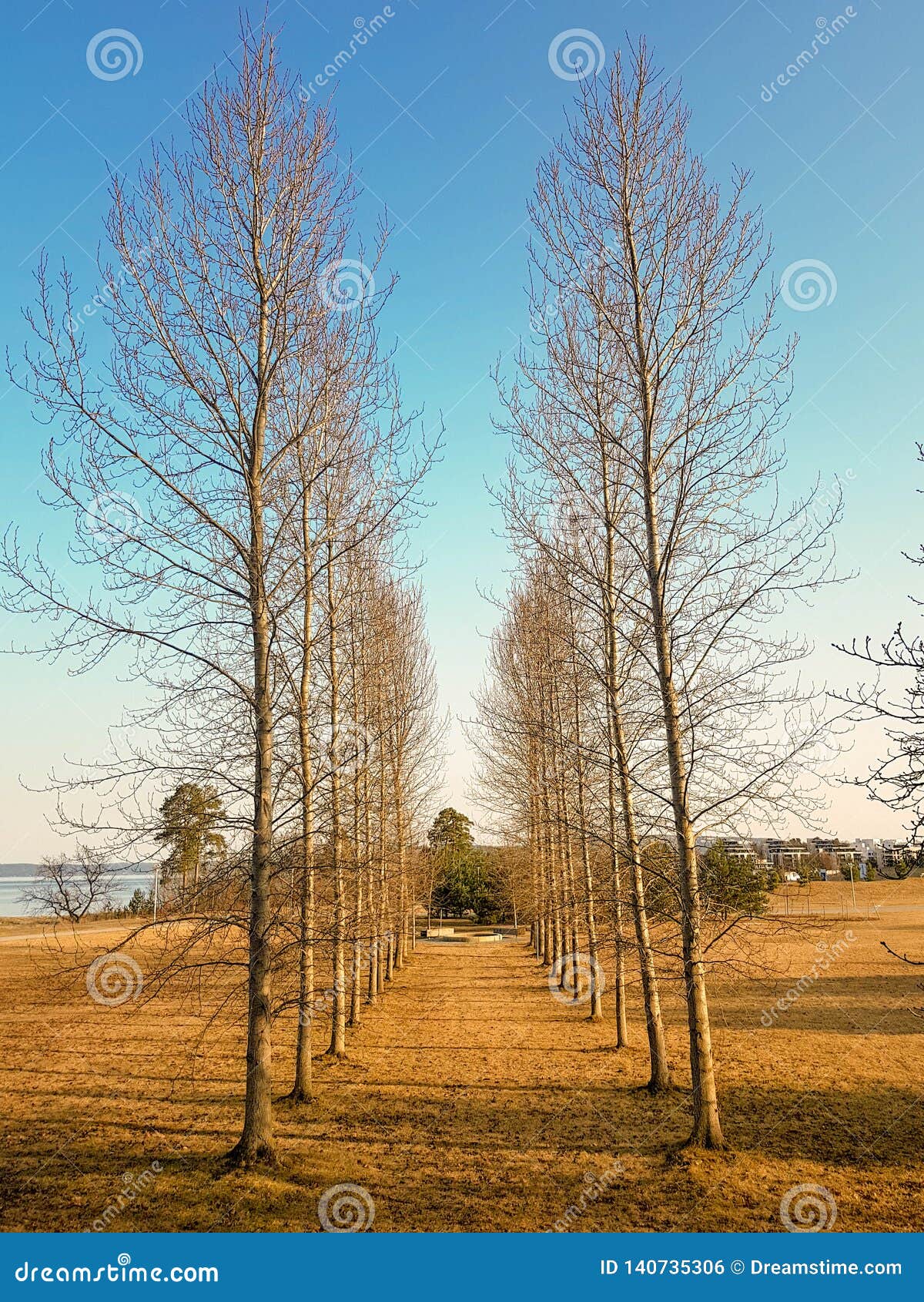 Lane Of Trees, Nature Background Royalty-Free Stock Image ...