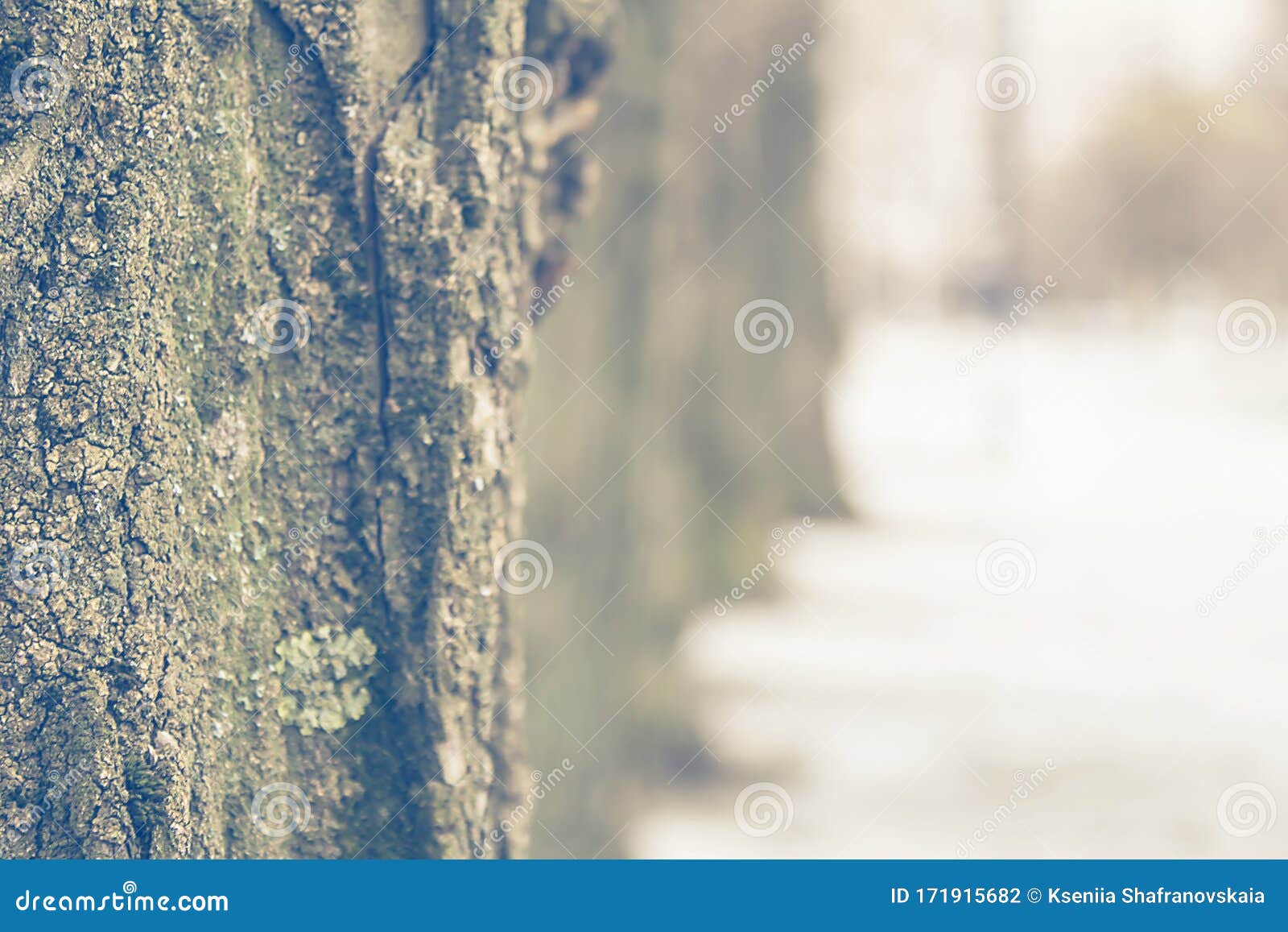 Lane of Trees, Nature Background Stock Photo - Image of garden ...