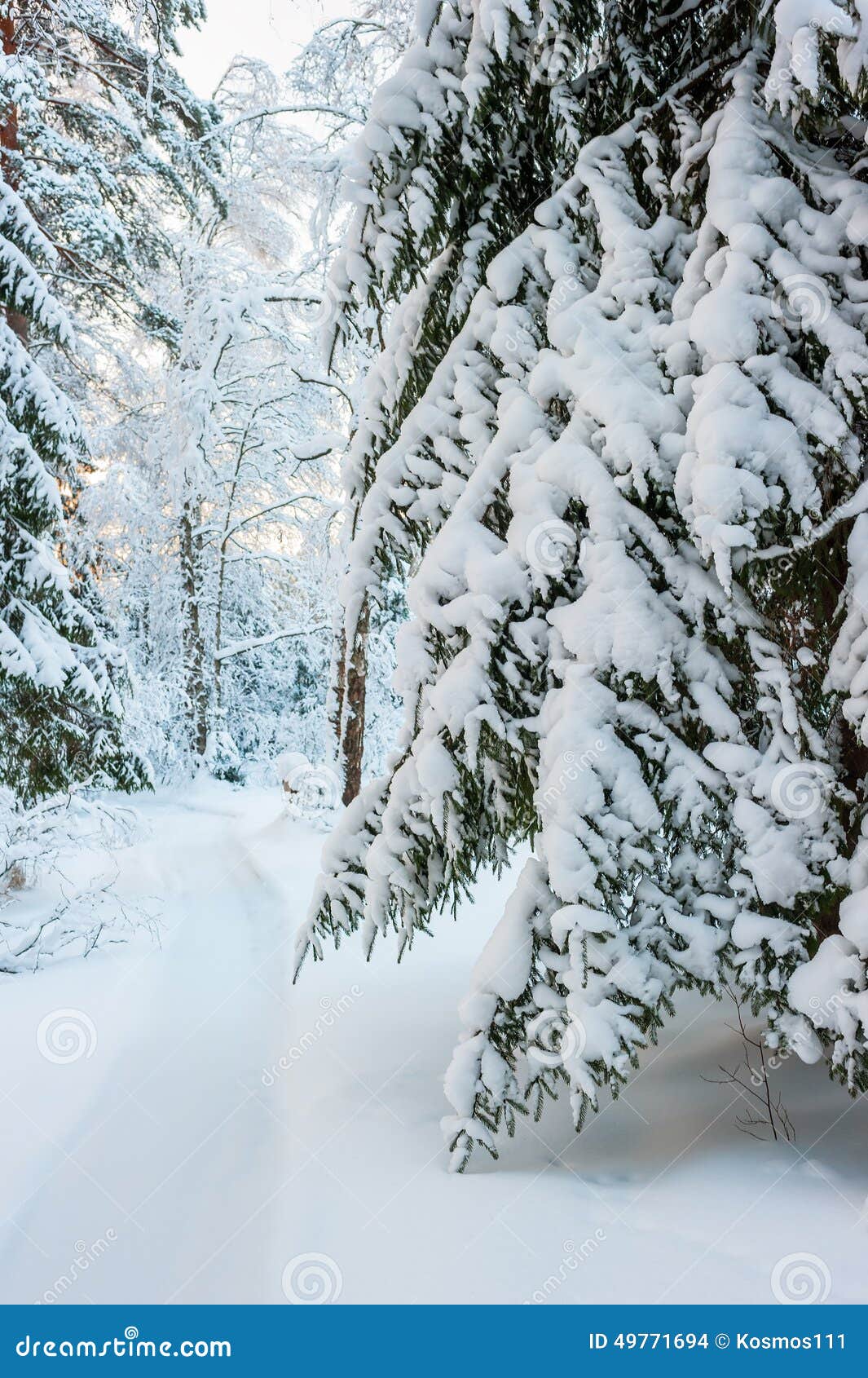 Lane among the Trees in a Snowy Forest Stock Photo - Image of green ...