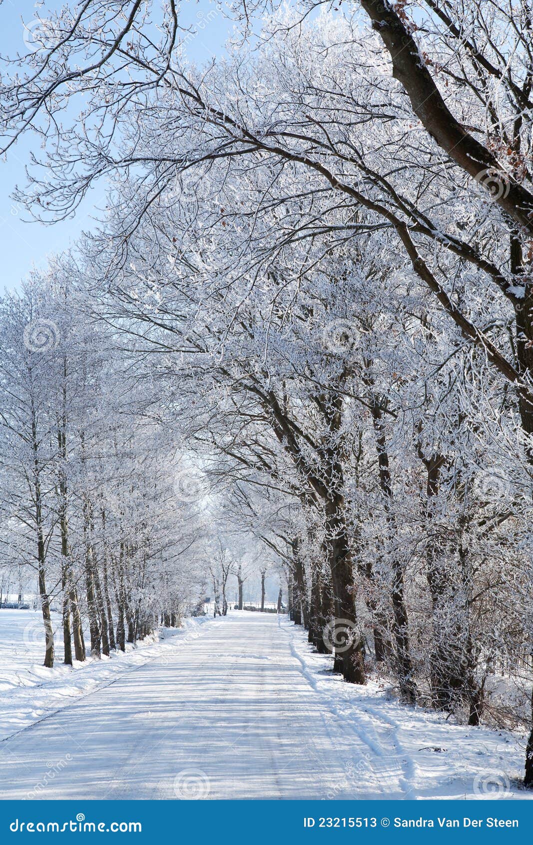 Lane with Trees on Winter Day Stock Image - Image of avenue, winter ...