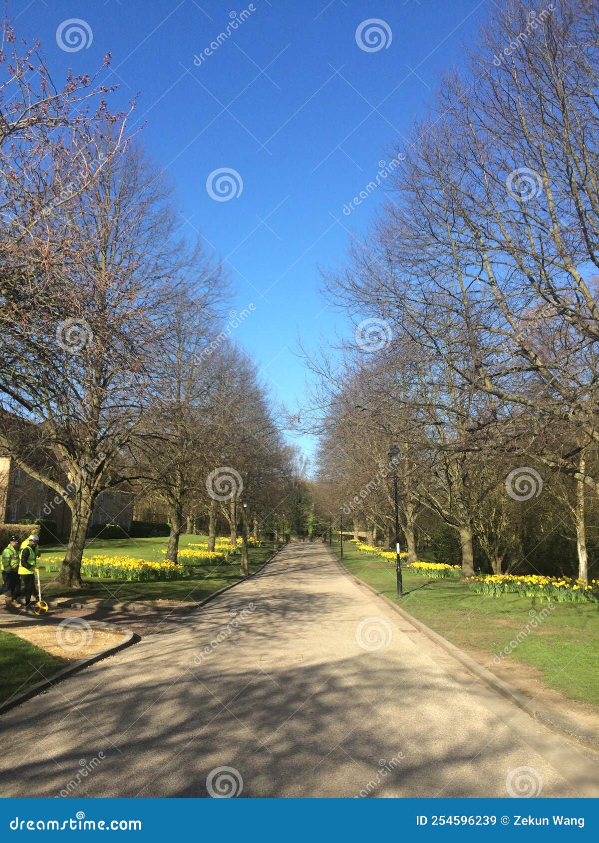 Lane in winter stock image. Image of park, meadow, leaf - 254596239