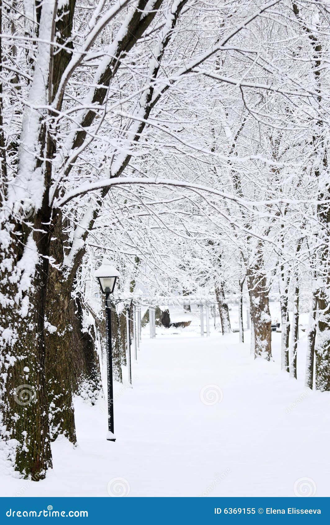 Lane in winter park stock image. Image of february, natural - 6369155